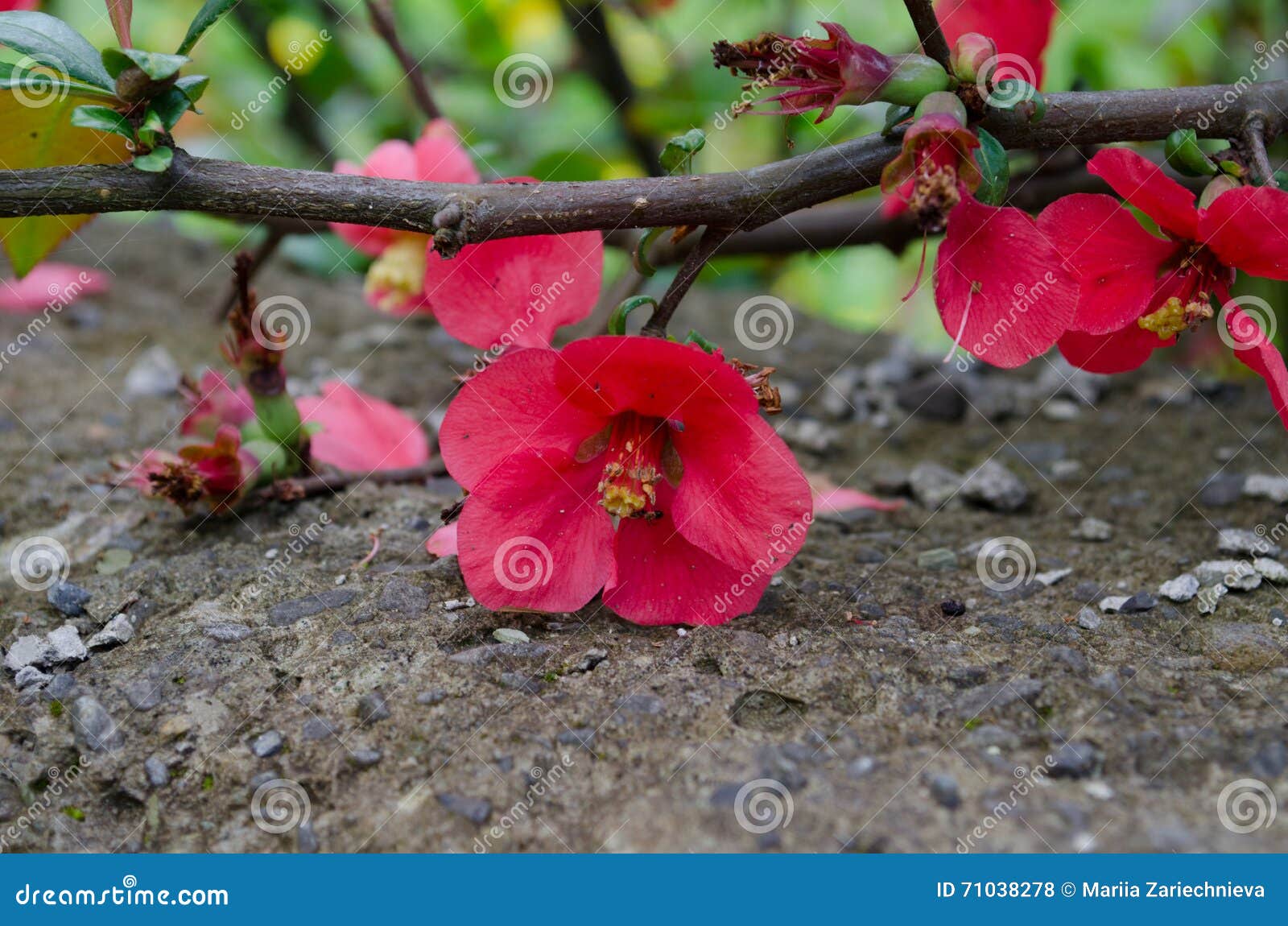 Red Apple Quince Tree Blossom Stock Photo - Image of close, bloom: 71038278