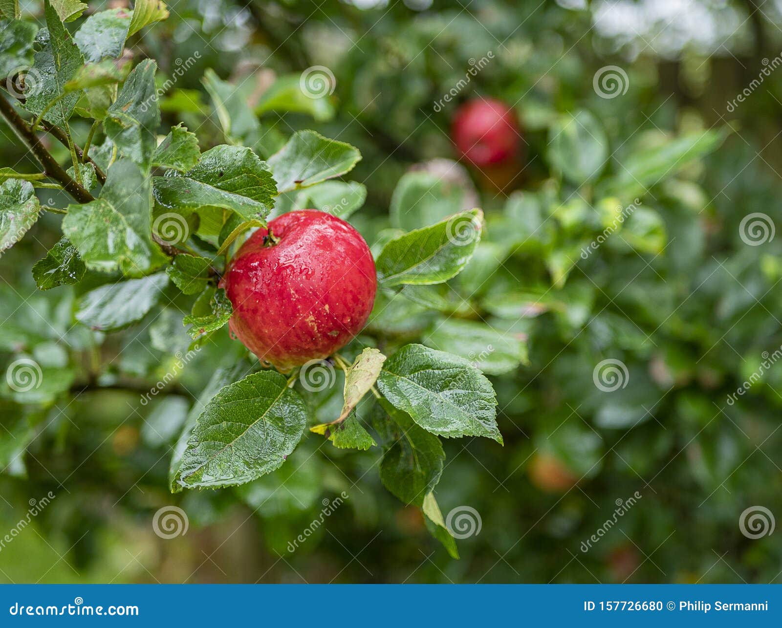 A Red Apple Resting on a Branch Stock Photo - Image of food, tree ...