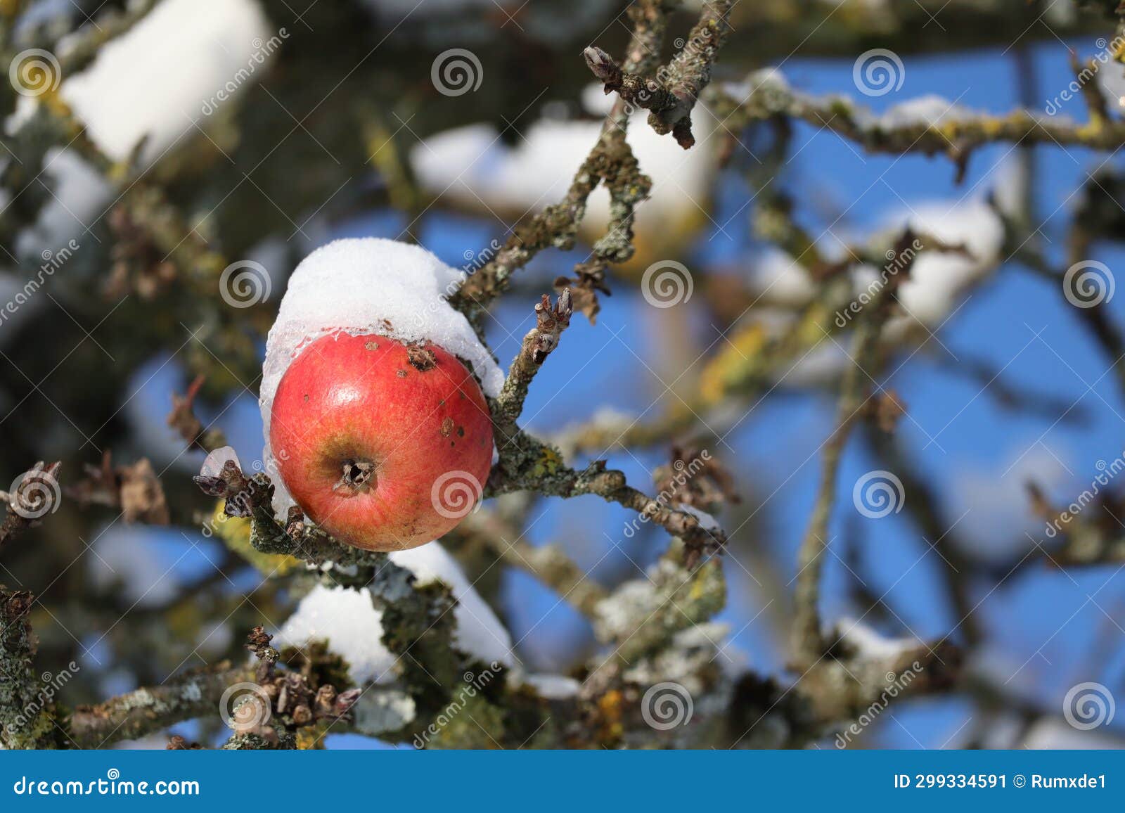 Red Apple in the Snow stock image. Image of fruits, snow - 299334591
