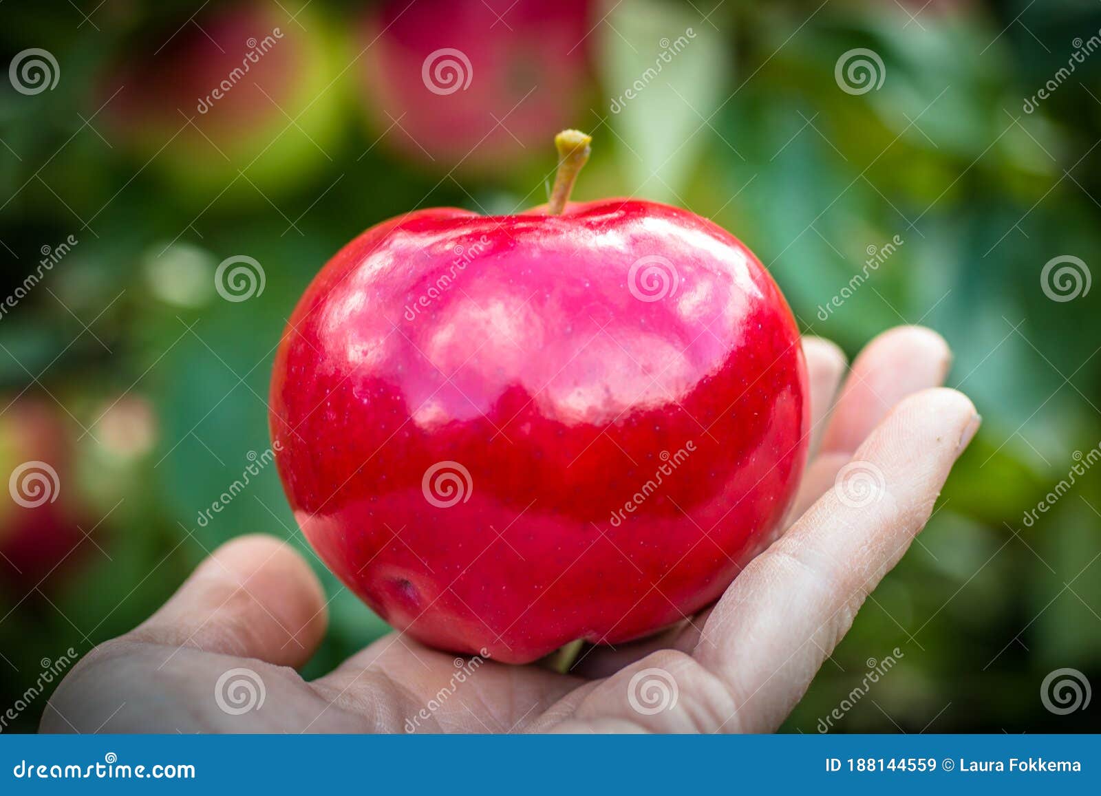 Red Apple Of Snow White Stock Image Image Of Single 188144559
