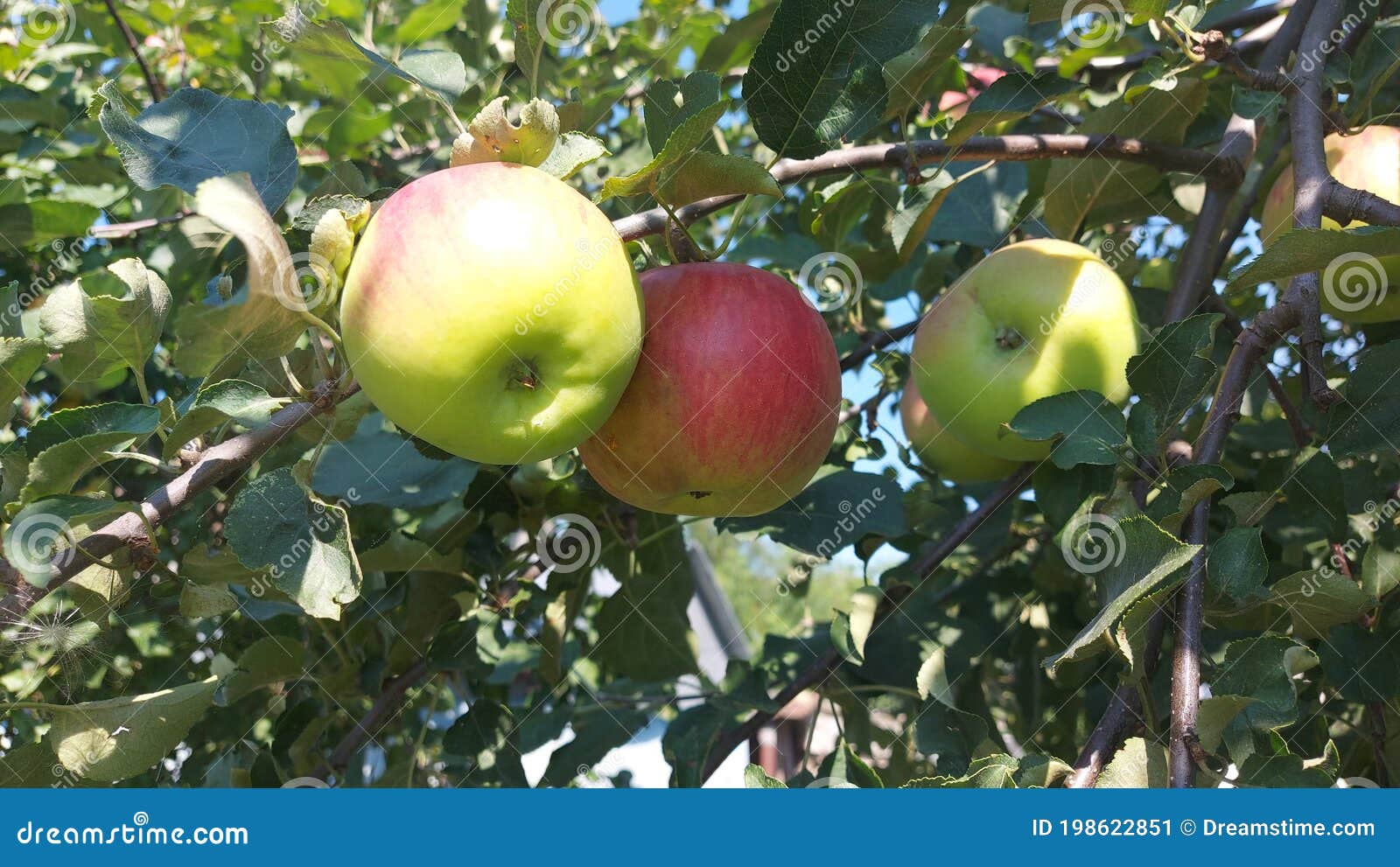 Red Apple on the Summer Tree Stock Image - Image of harvest, farm ...