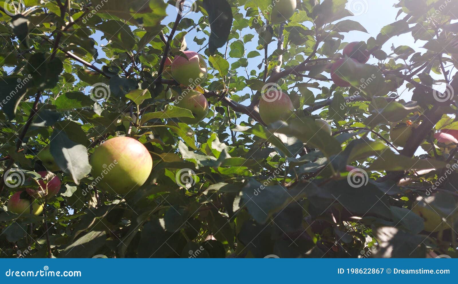 Red Apple on the Summer Tree Stock Image - Image of horticulture, leaf ...
