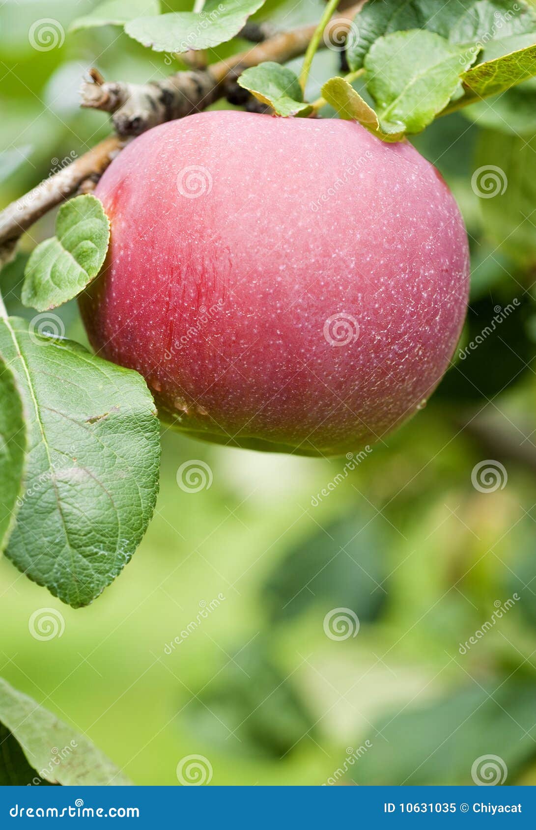Red Apple on the Tree stock image. Image of ripen, apple - 10631035