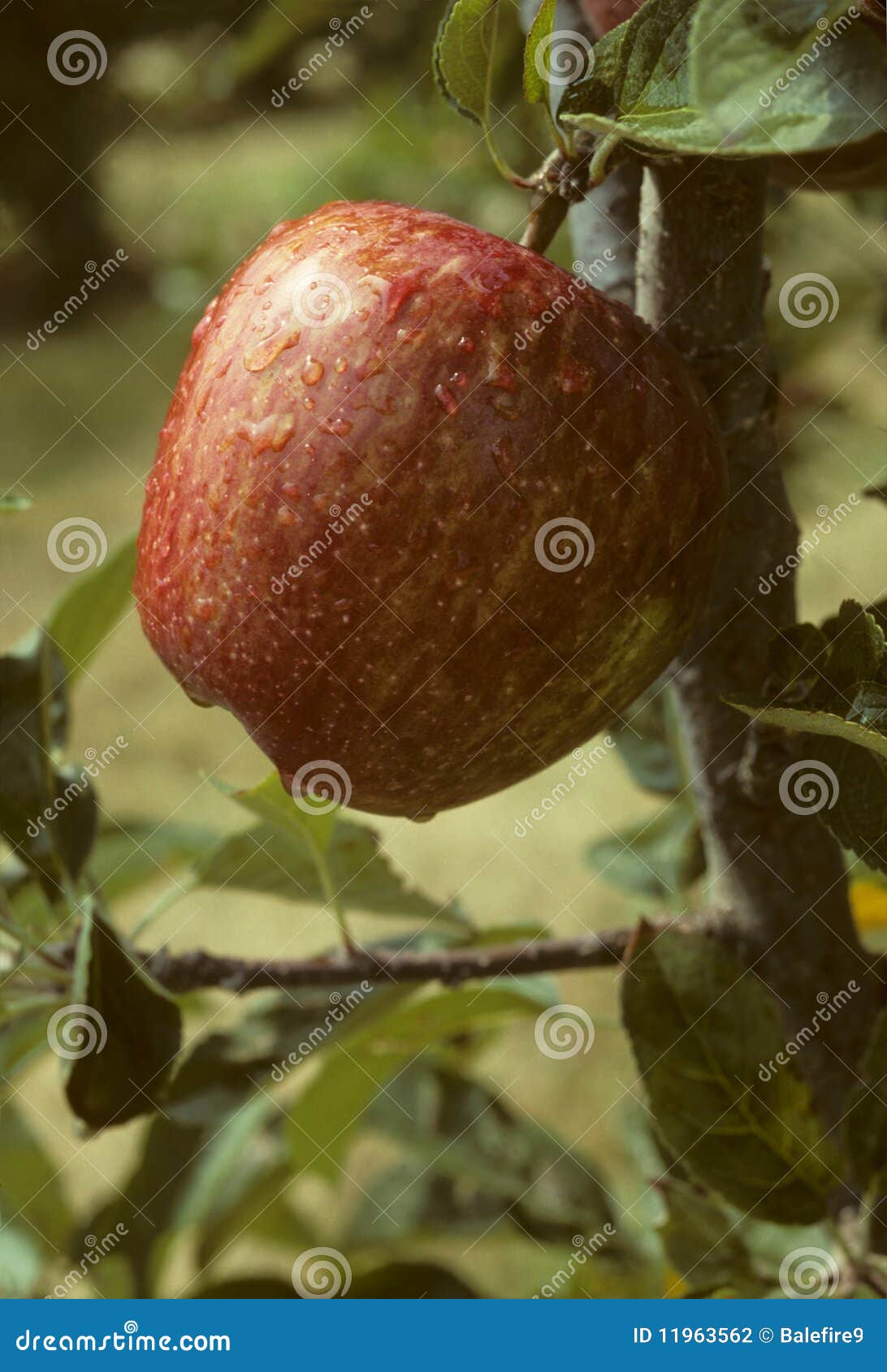 Red apple on a tree stock photo. Image of apples, crops - 11963562