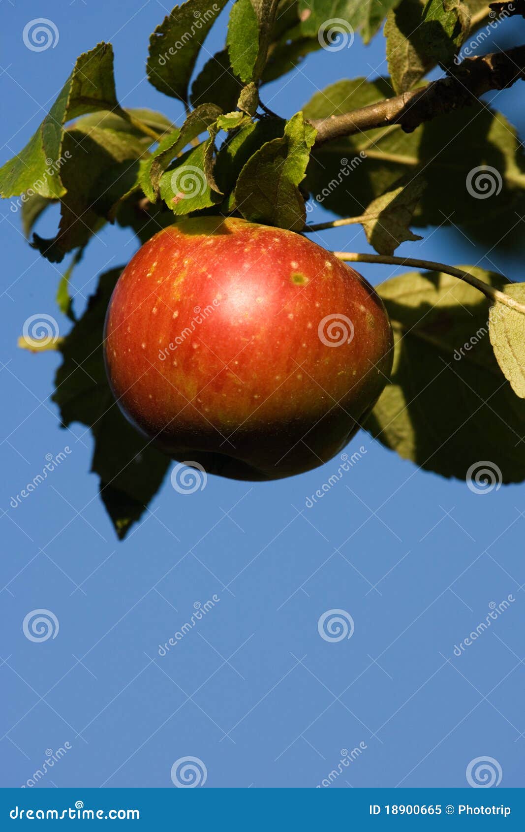 Red Apple on Tree stock image. Image of tree, nutrition - 18900665