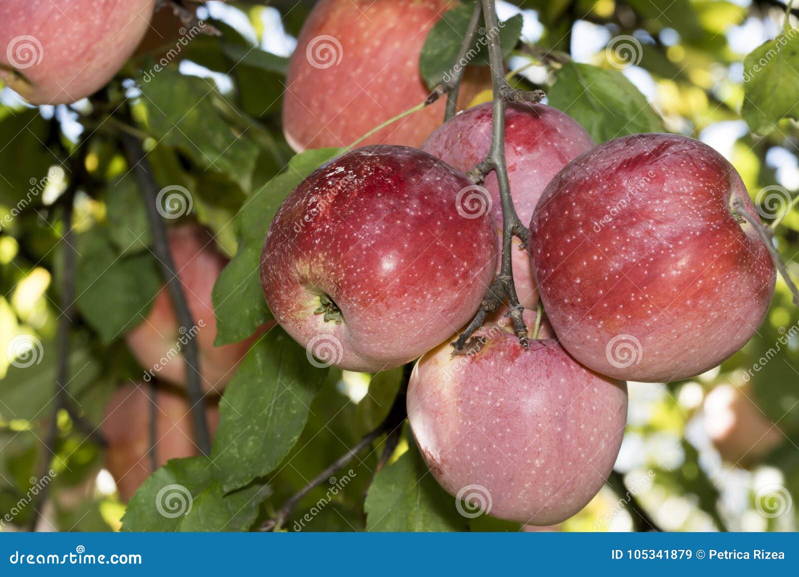 Red apple tree stock image. Image of christmas, crop - 105341879