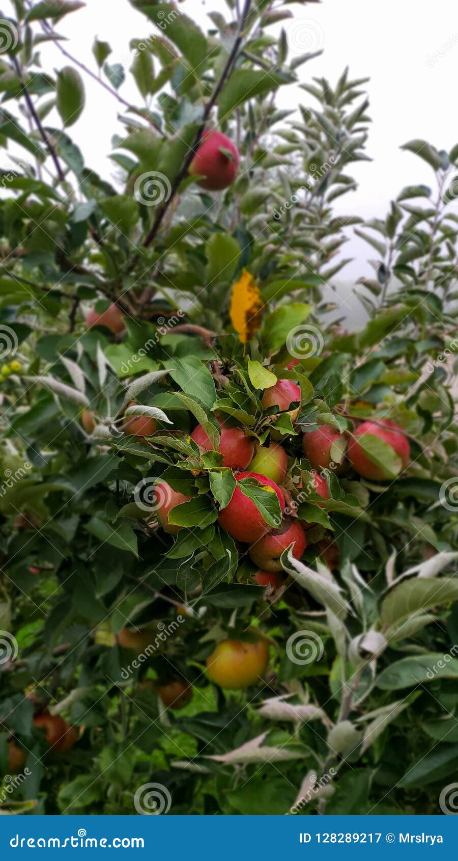 Red apple tree in Ohio stock image. Image of farm, nature - 128289217