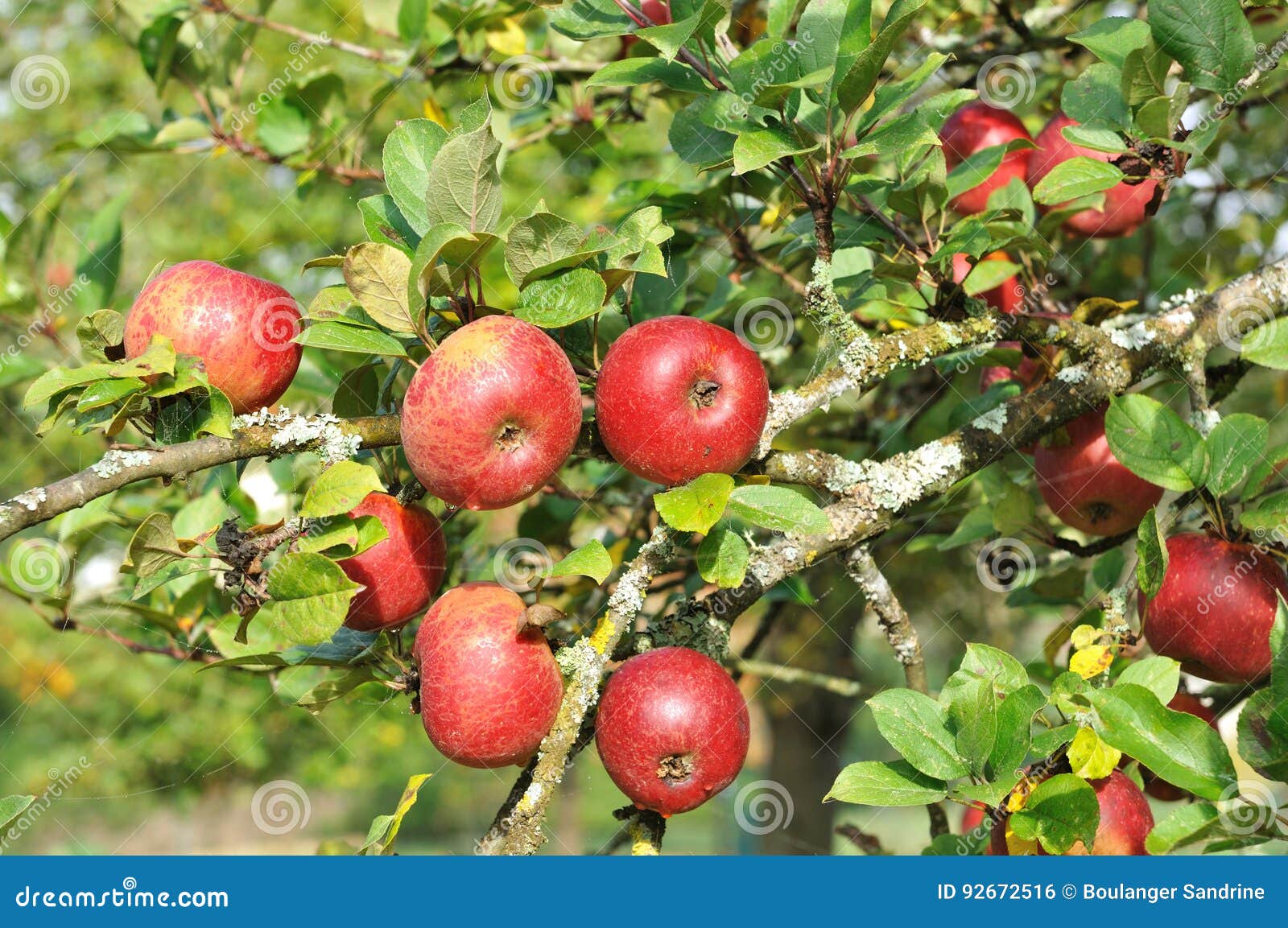 Red apple in the tree stock photo. Image of tree, season - 92672516