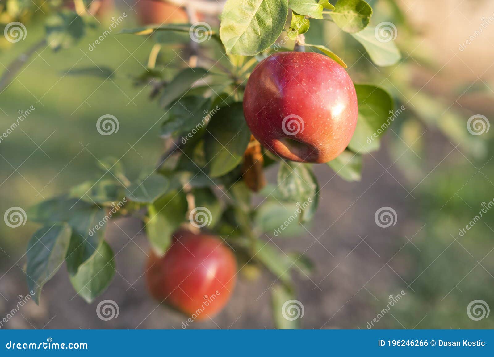 Red Apple in a Tree during Autumn Stock Photo - Image of ripe, tree ...