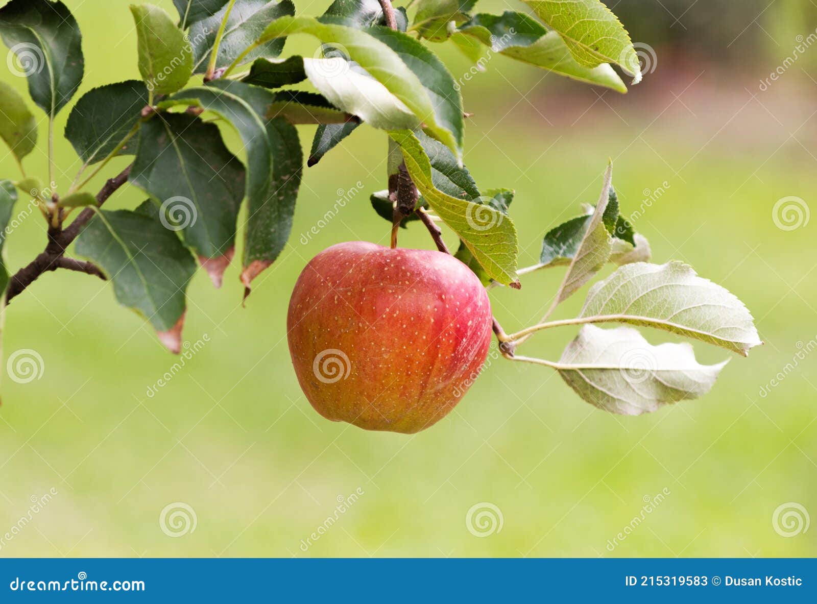 Red Apple in a Tree during Autumn Stock Image - Image of hanging ...