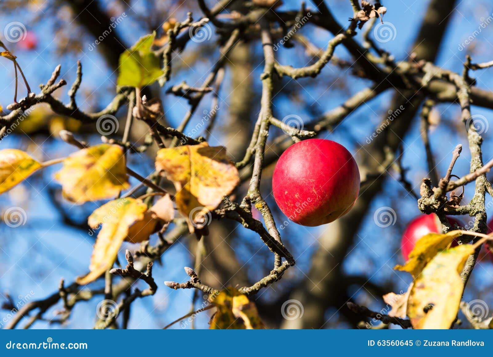Red Apple on a Tree (autumn) Stock Image - Image of branch, season ...