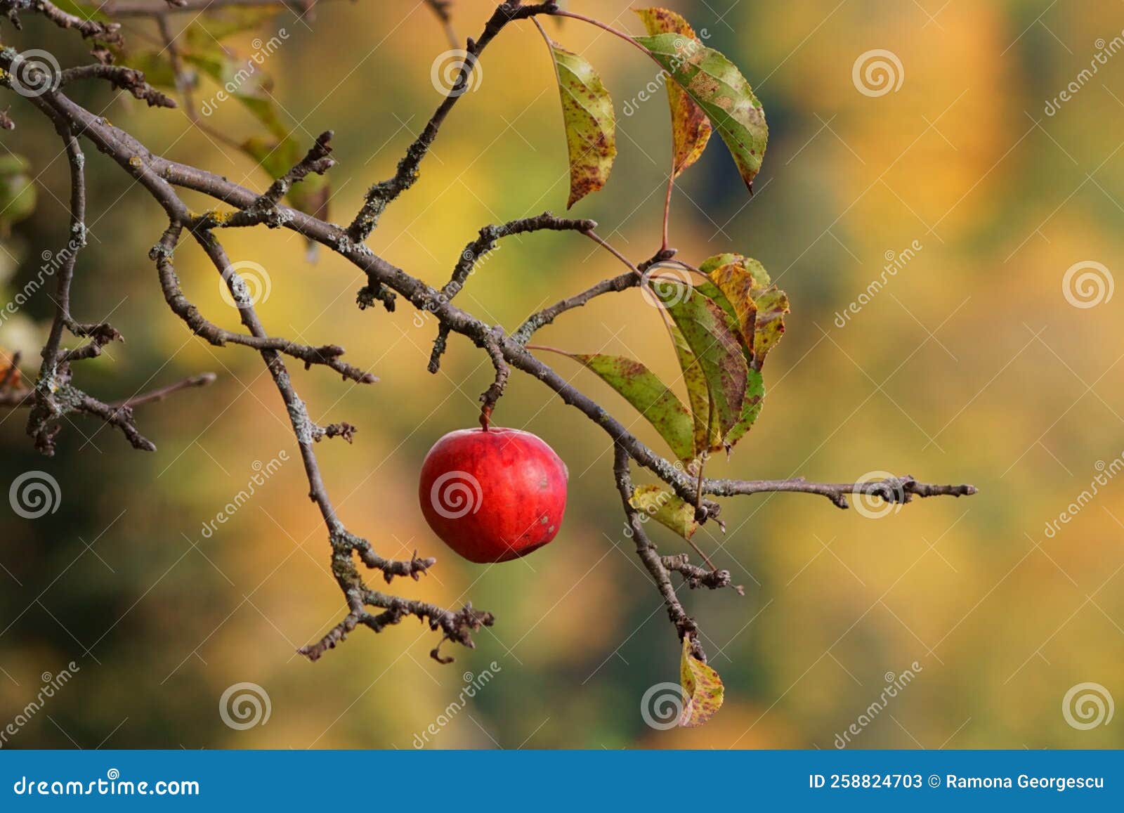 Red apple on a tree branch stock image. Image of organic - 258824703