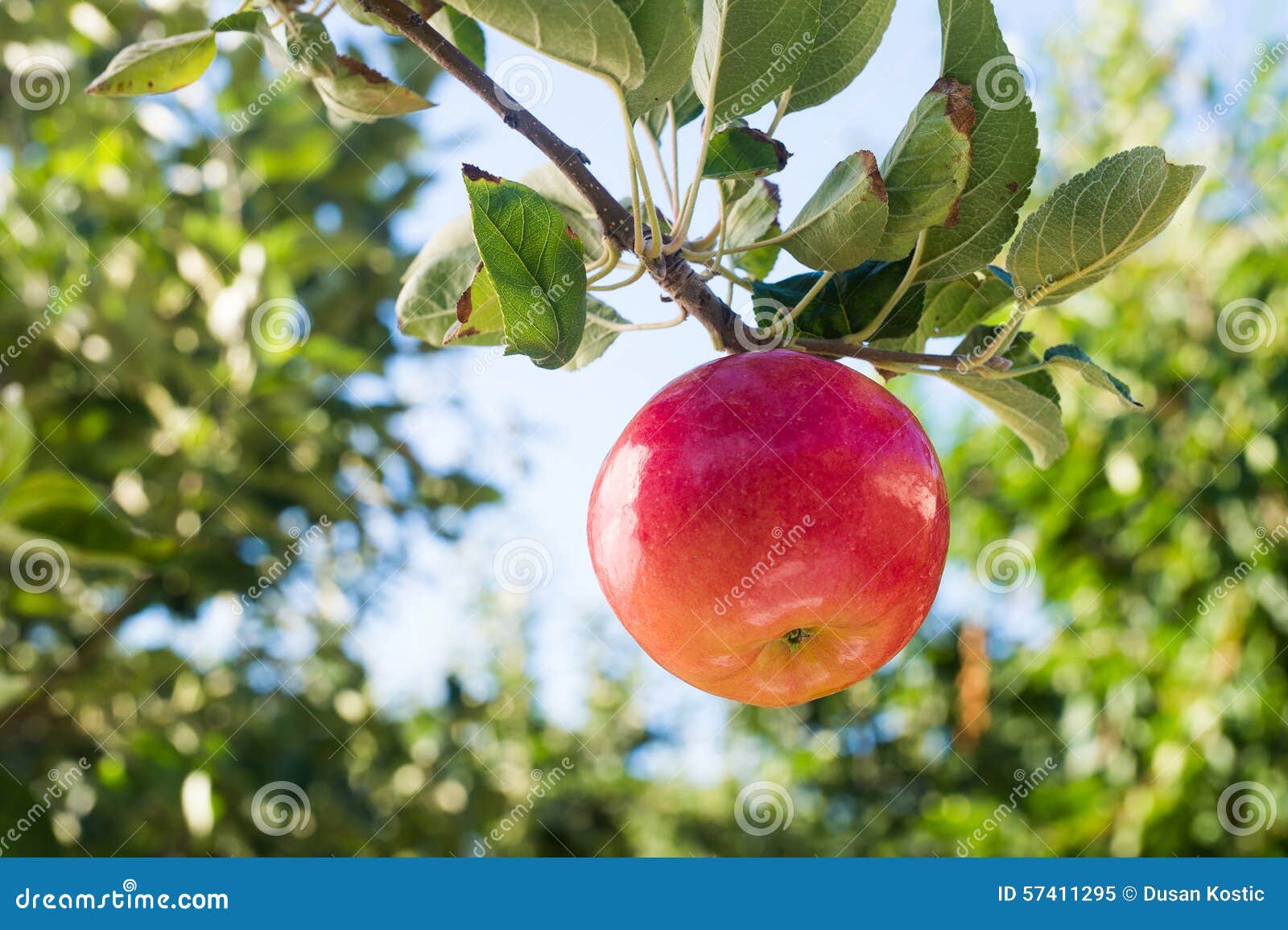 Red apple stock image. Image of season, freshness, horticulture - 57411295