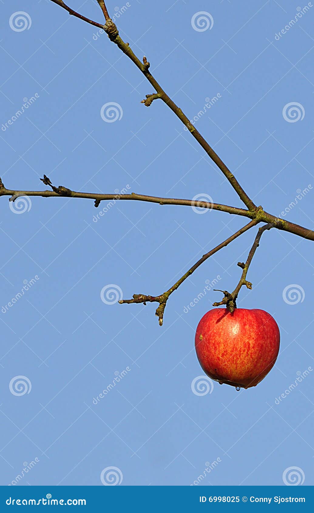 Red apple on tree branch stock image. Image of branch - 6998025