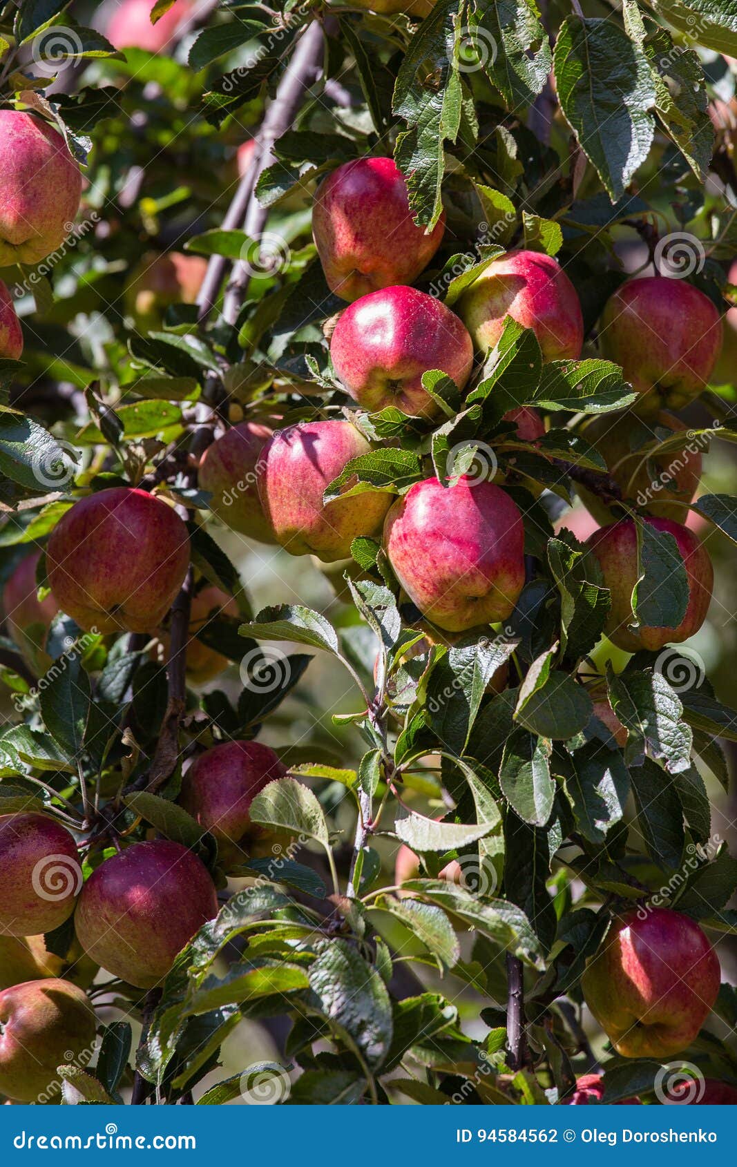 Red Apple on Tree Branch . Himalayas, Nepal Stock Photo - Image of food ...
