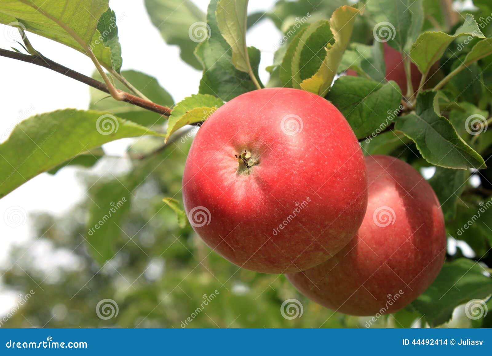Red apple on a tree stock photo. Image of agriculture - 44492414
