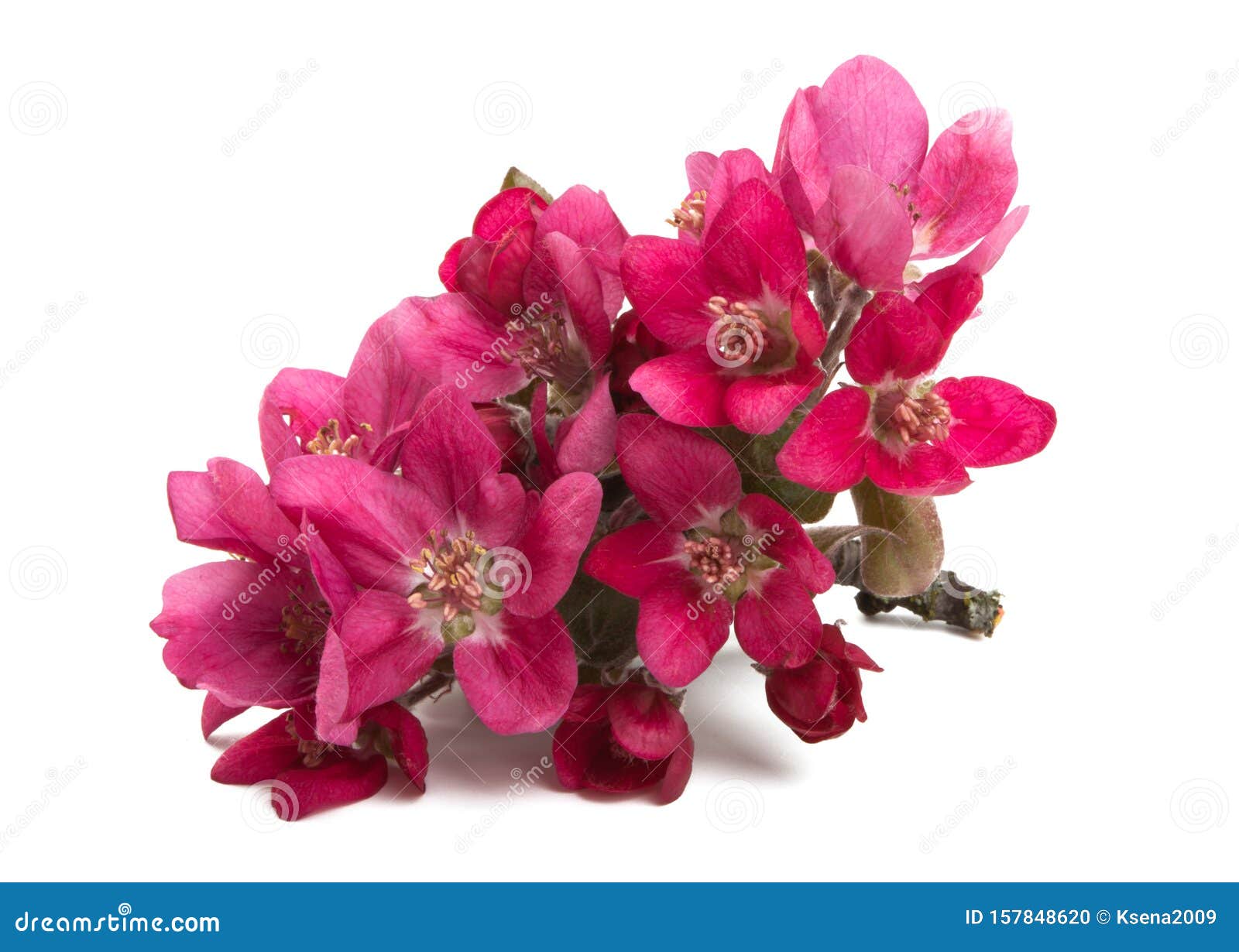 Red Apple Tree Flower Isolated Stock Photo - Image of blossom, japan ...