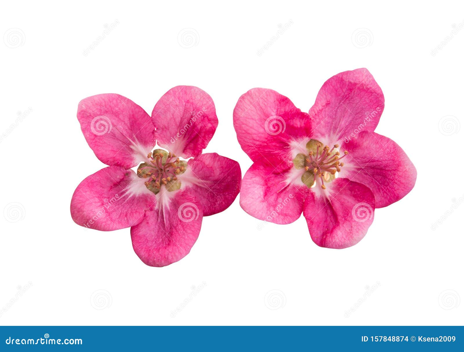 Red Apple Tree Flower Isolated Stock Photo - Image of floral, east ...