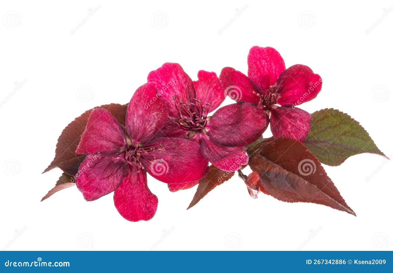 Red Apple Tree Flowers Isolated Stock Photo - Image of macro, medical ...