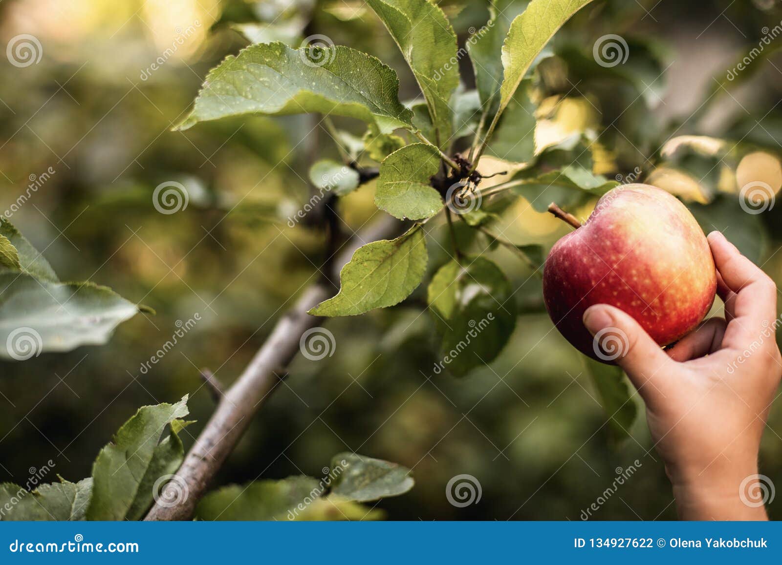 Red Apple on Tree and Hand Touching it Stock Photo - Image of natural ...
