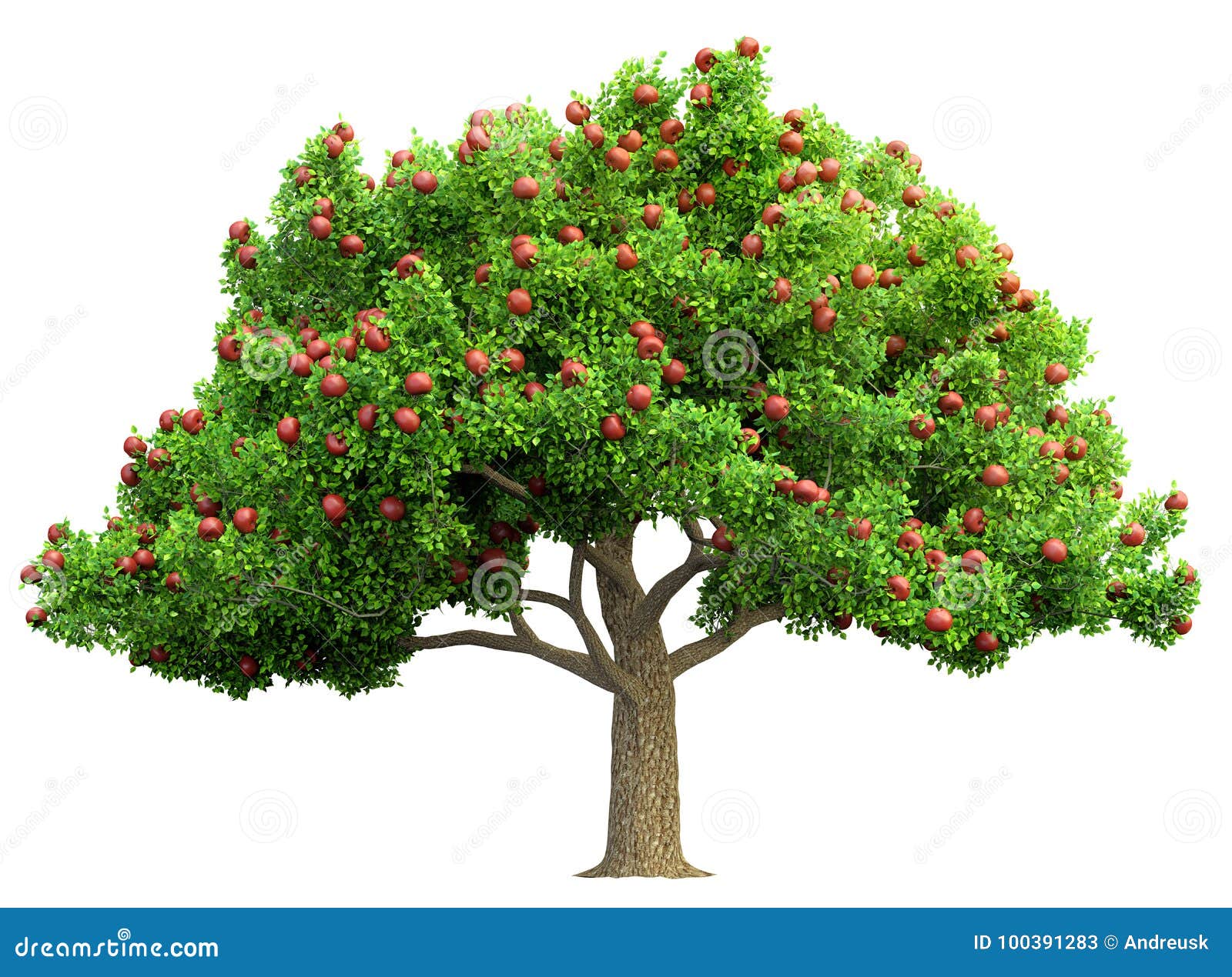 Apple Tree Growth Stages. Ripening Period Progression. Fruit Tree Life ...