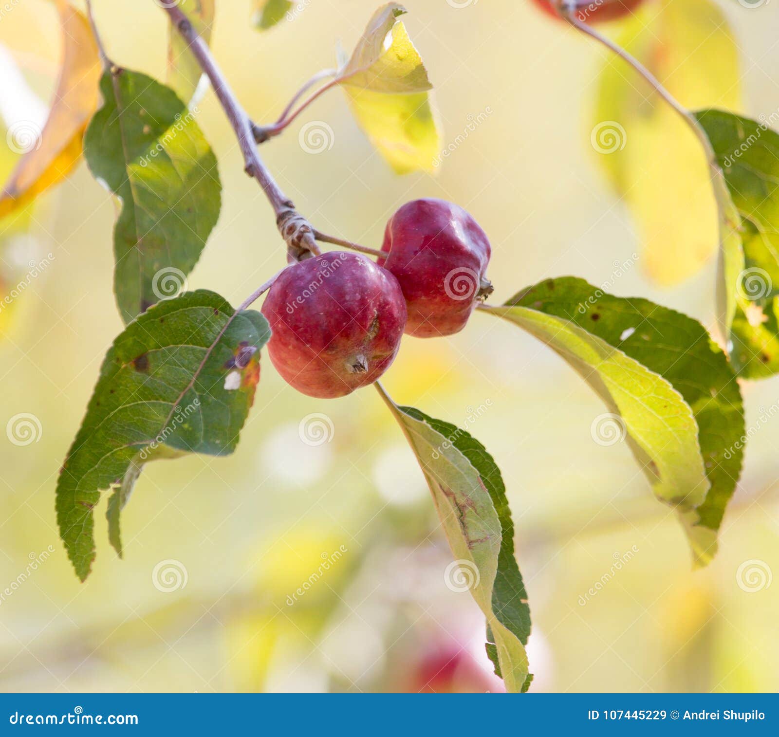 Red Apple on the Tree in Nature Stock Image - Image of apple, fresh ...