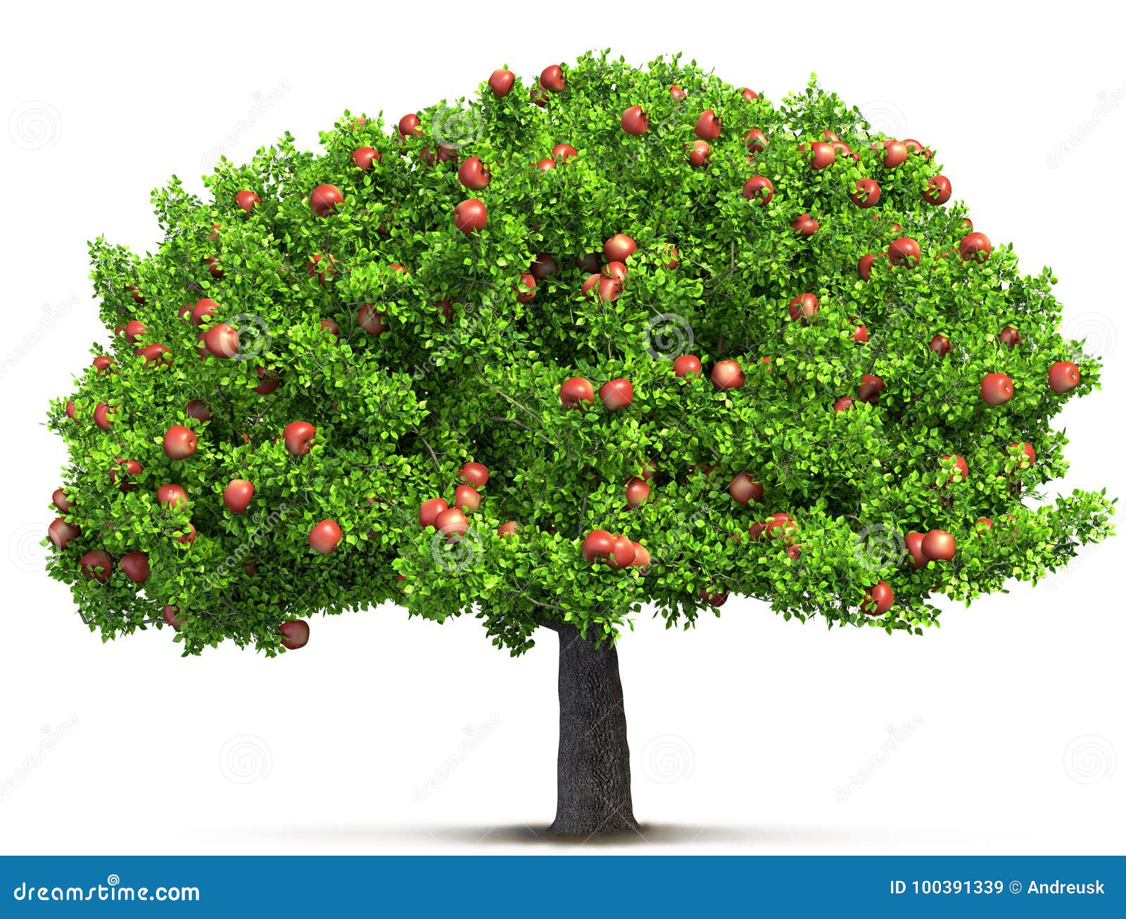 Apple Tree Growth Stages. Vector Illustration. Ripening Period ...