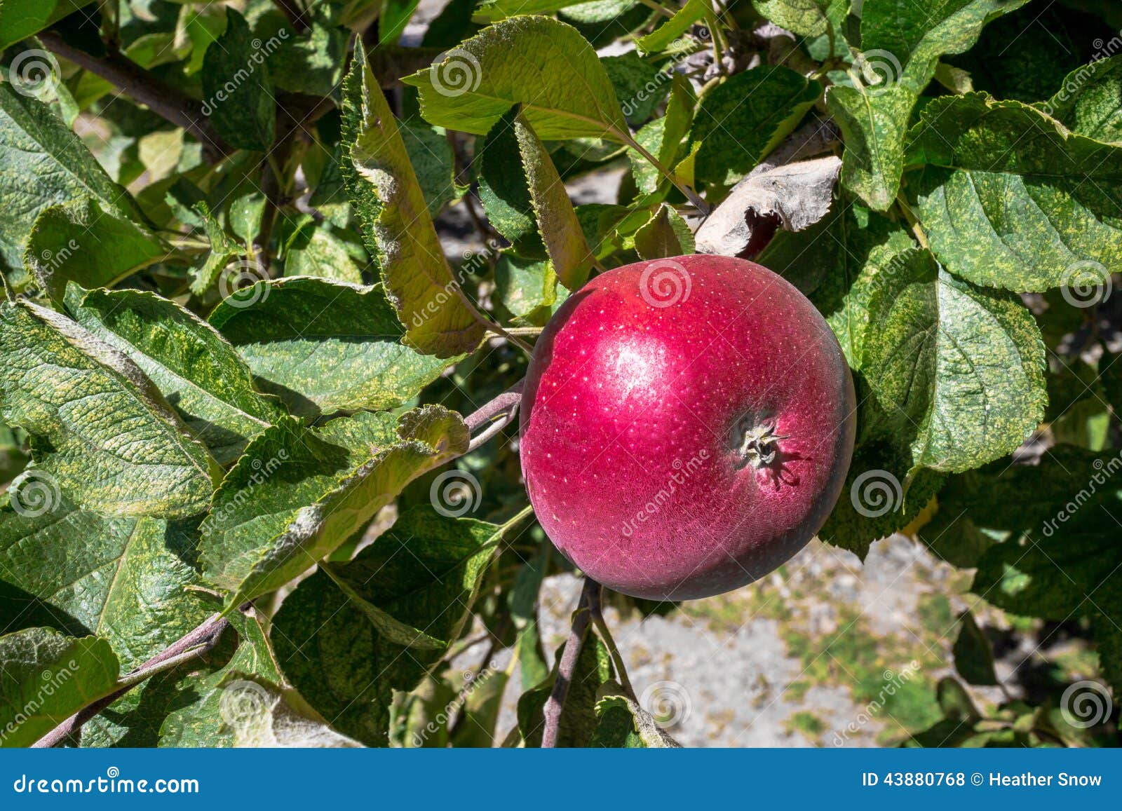 Red Apple on Tree stock photo. Image of fall, orchard - 43880768