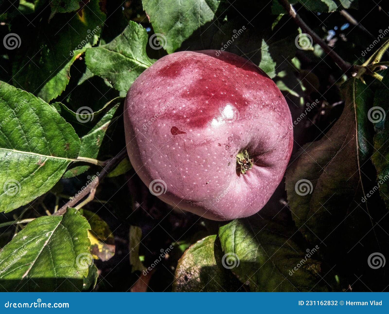 Red Apple in the Tree - Romania Stock Photo - Image of food, close ...