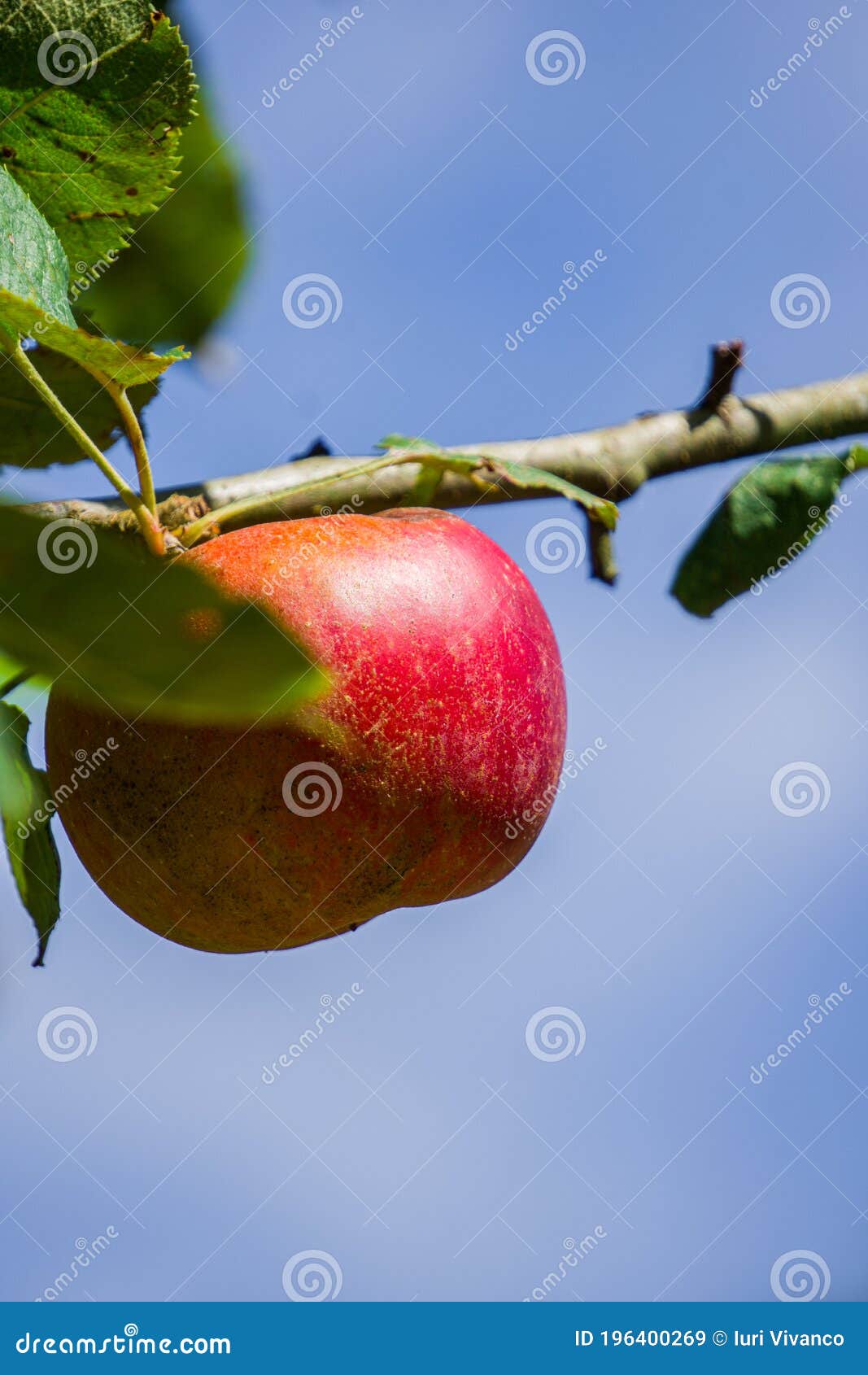 Red Apple in a Tree with the Sky on the Background. Selective Focus ...