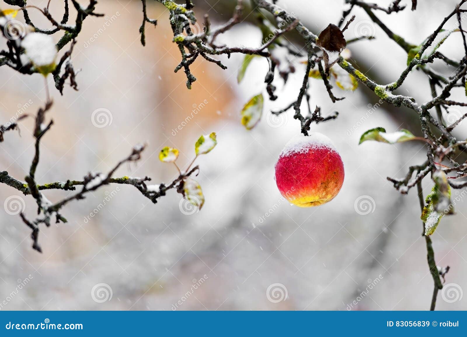 Red Apple in a Tree during Snowfall Stock Image - Image of snow, food ...