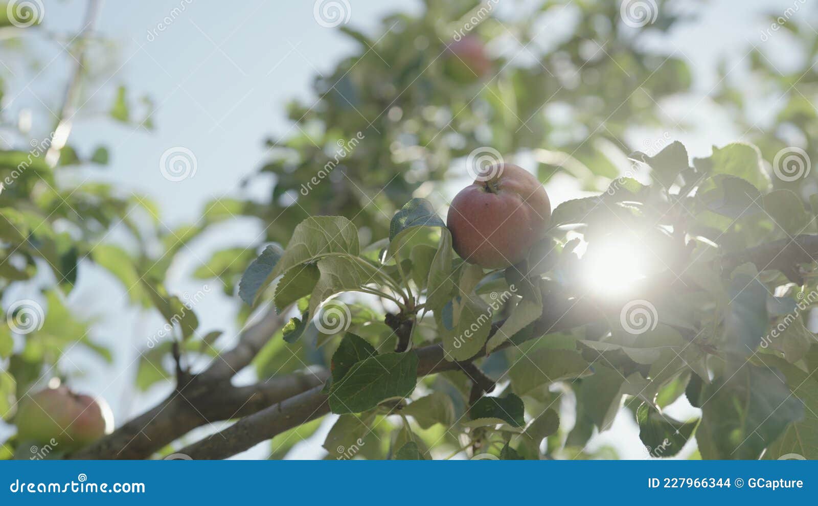 Red Apple on Apple Tree with Sun Peeking through Leaves Stock Photo ...