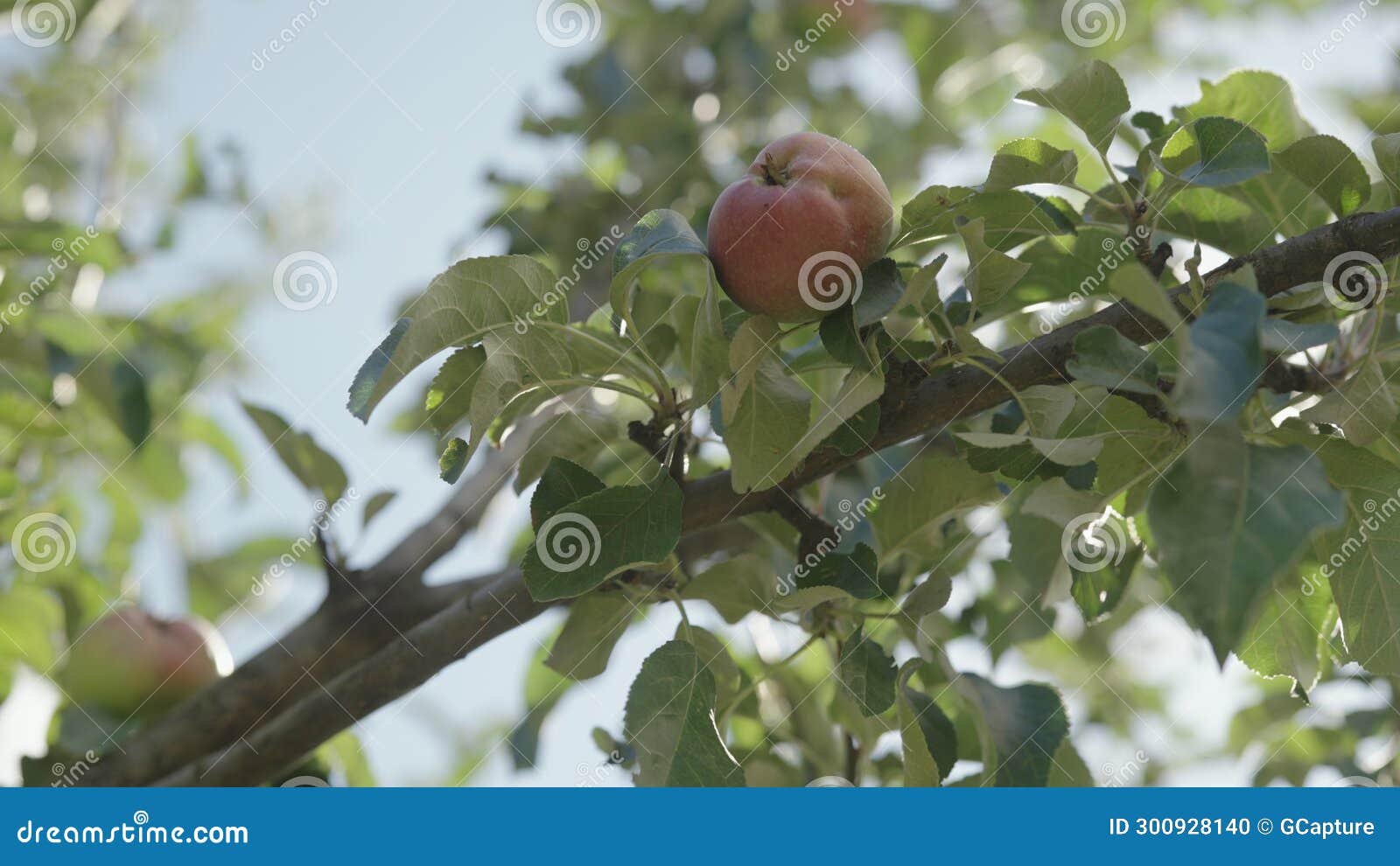 Red Apple on Apple Tree with Sun Peeking through Leaves Stock Photo ...