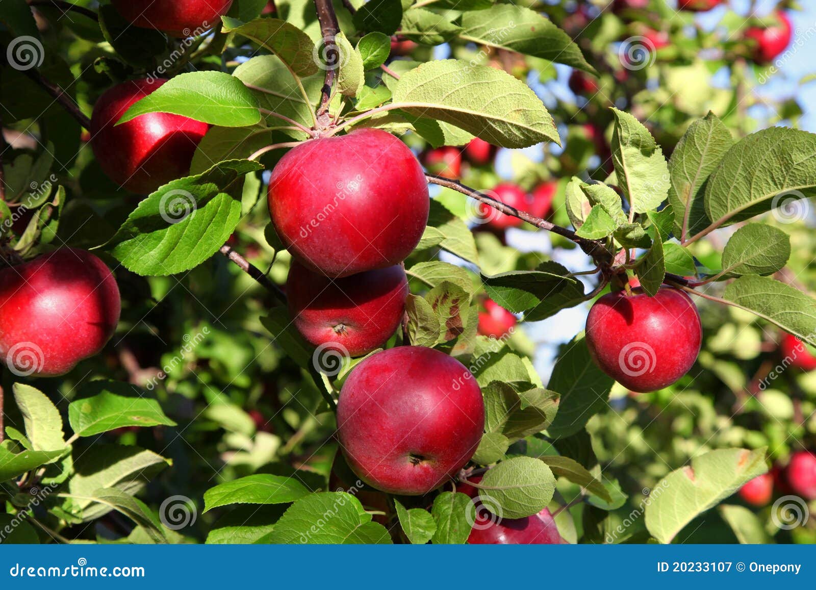 Red Apples stock image. Image of crop, natural, fall - 20233107