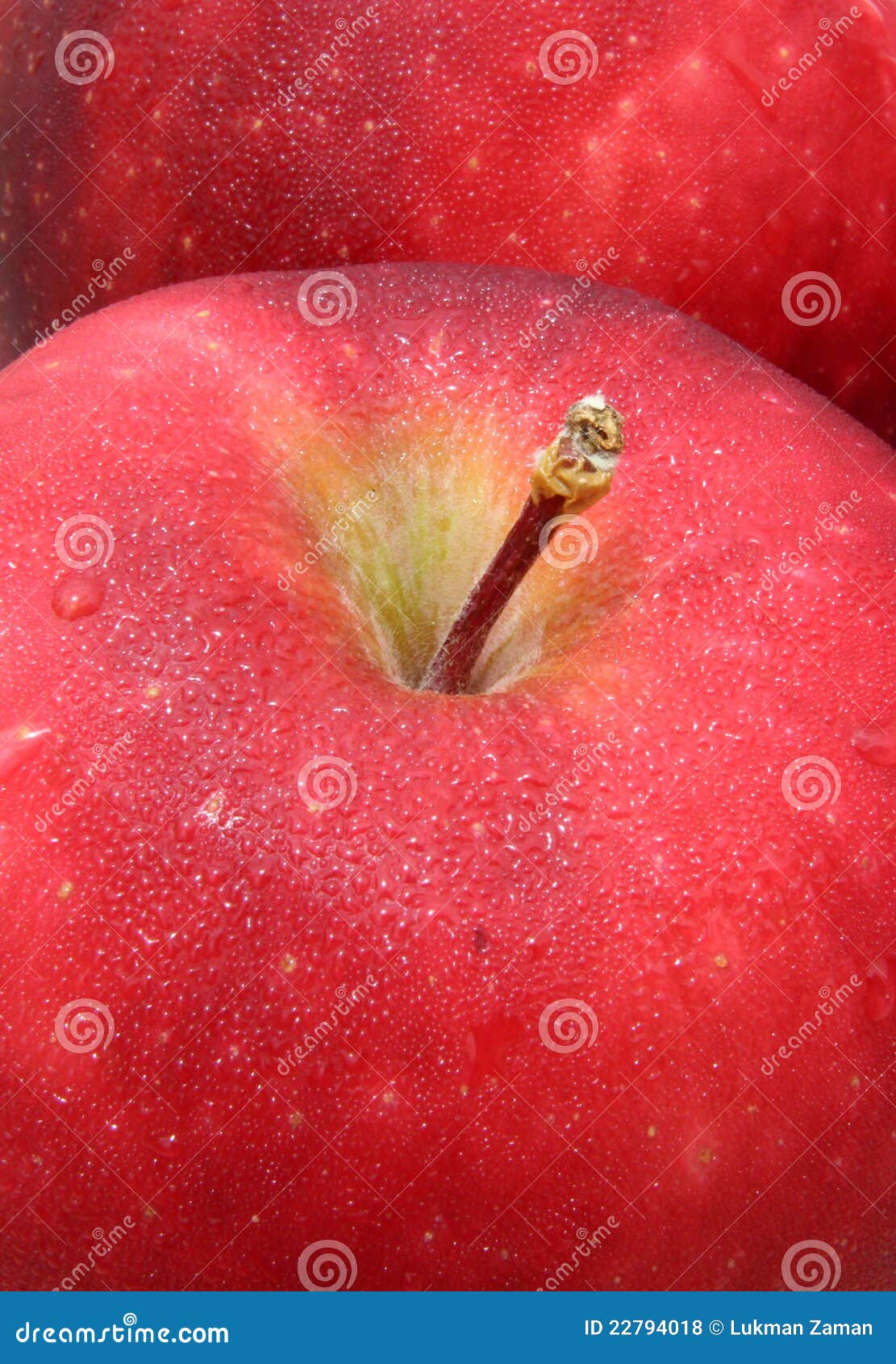 Red Apples stock photo. Image of close, stalk, apple - 22794018