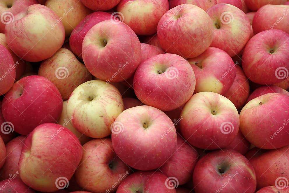 Red apples stock photo. Image of fruit, fruits, farming - 29225896