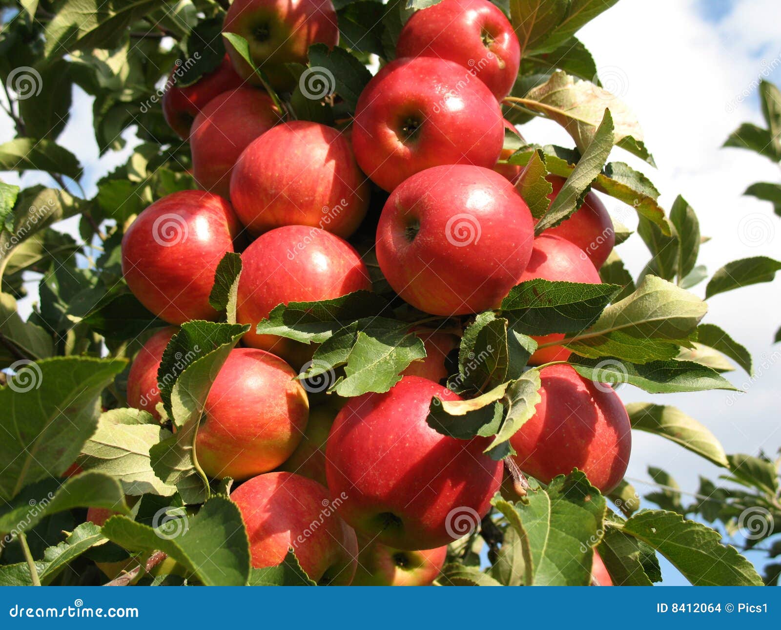 Red apples stock photo. Image of freshly, nature, vegetables - 8412064