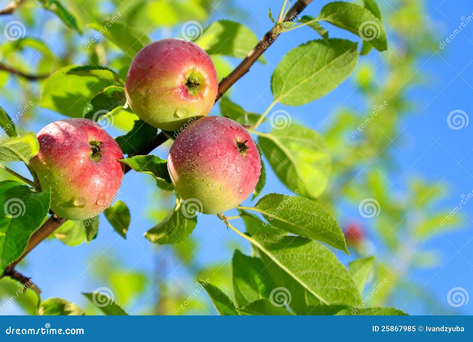 Red Apples on an Apple-tree Branch Stock Image - Image of eating, color ...
