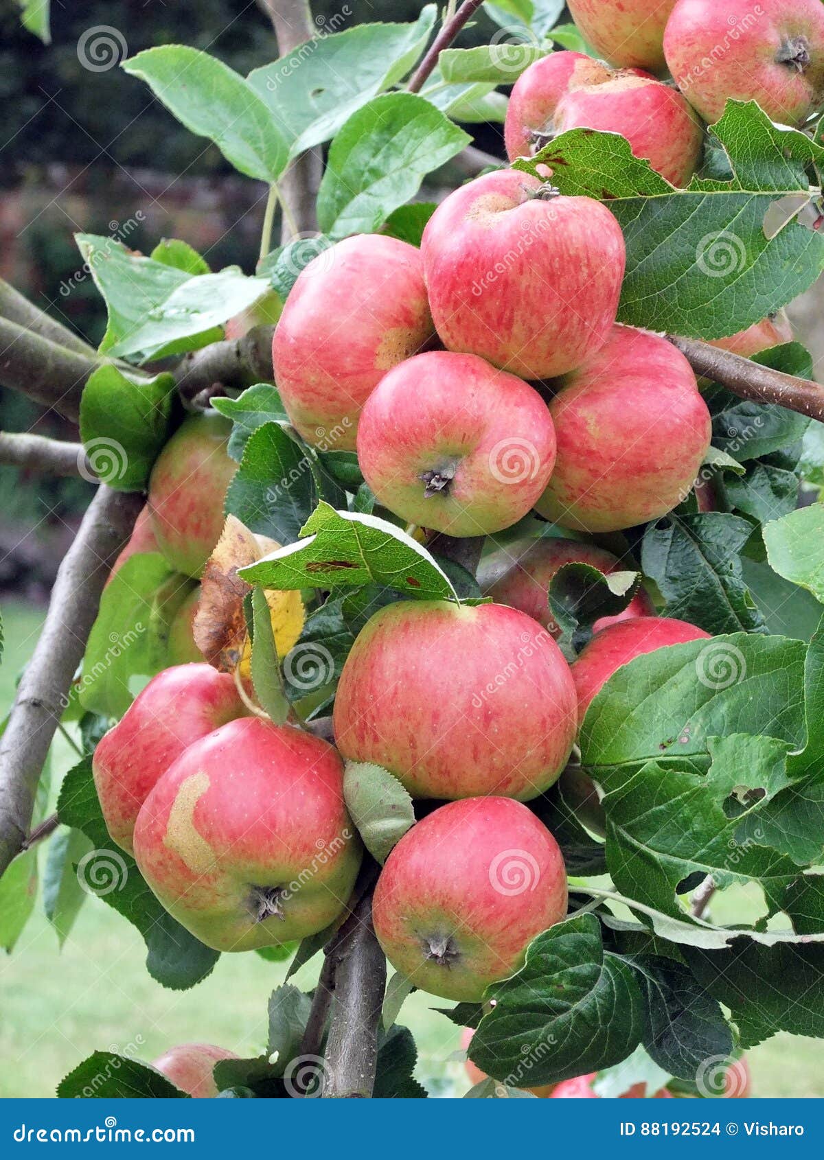 Red Apples stock photo. Image of apples, branch, fruit - 88192524