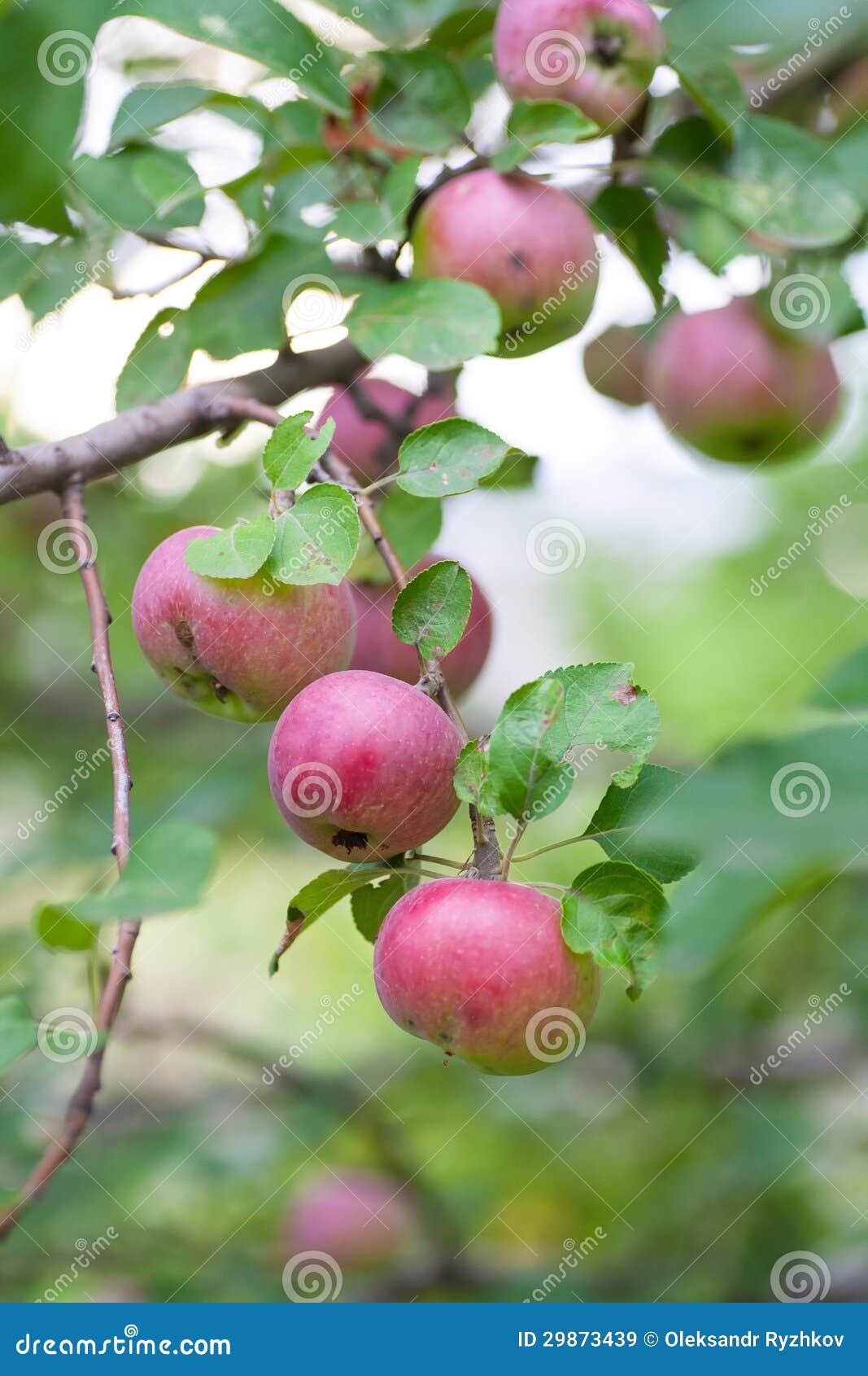 Apple Tree Garden