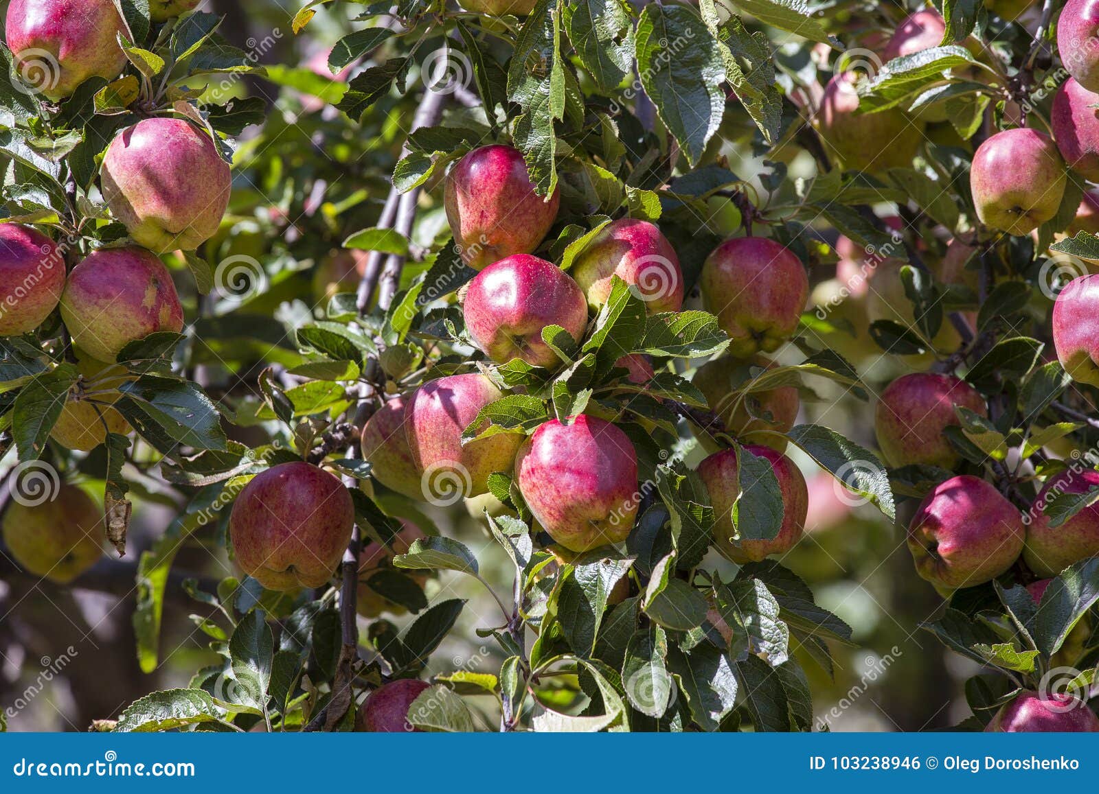 Red Apples on Apple Tree Branch . Himalayas, Nepal Stock Photo - Image ...
