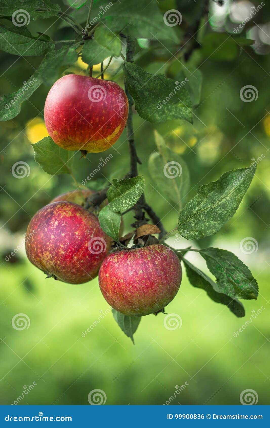 Red Apples on Apple Tree Branch Stock Photo - Image of natural, leaf ...