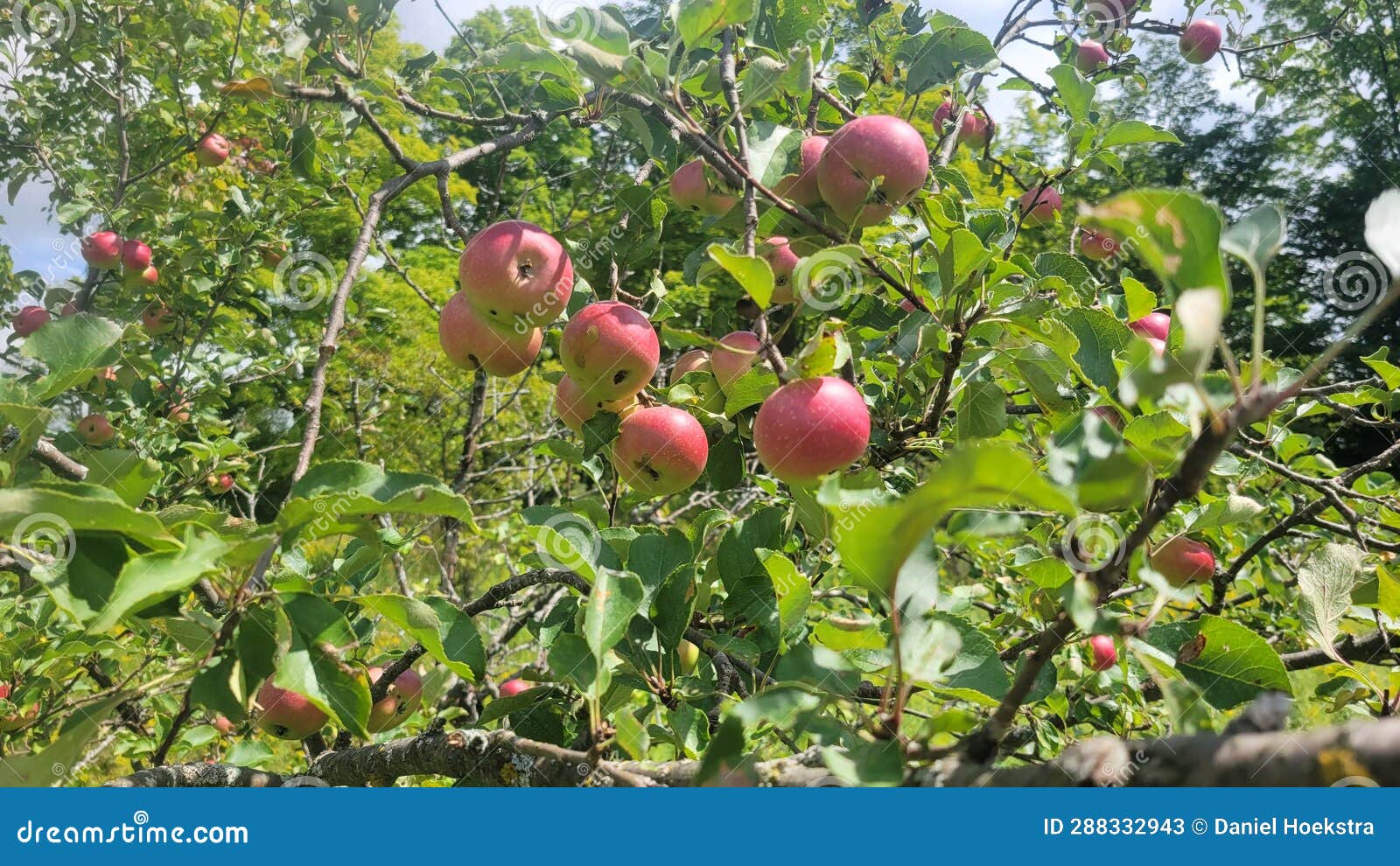 Red Wild Apples on Apple Tree, Nature Photographs Stock Image - Image ...