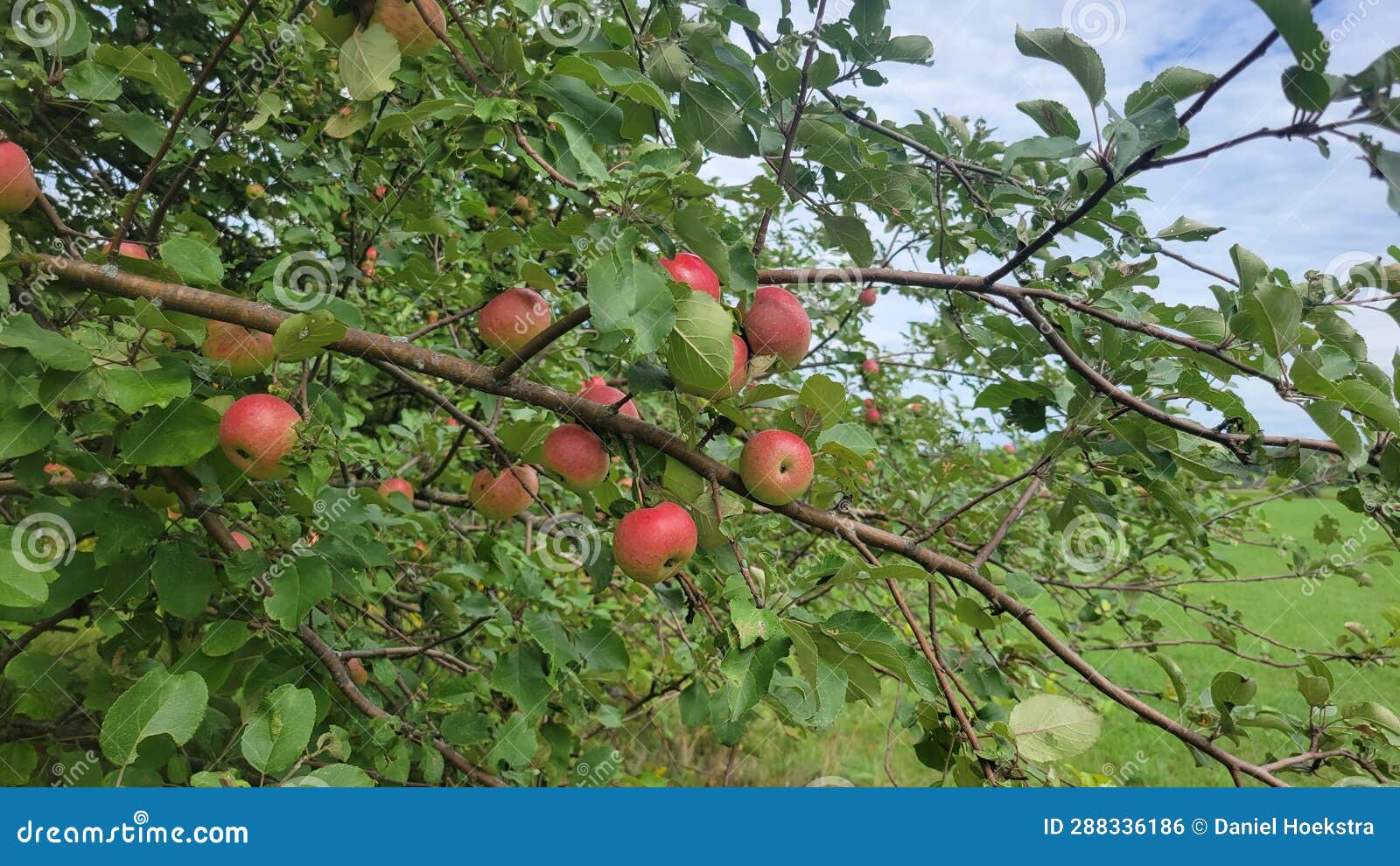 Red Wild Apples on Apple Tree, Nature Photographs Stock Photo - Image ...