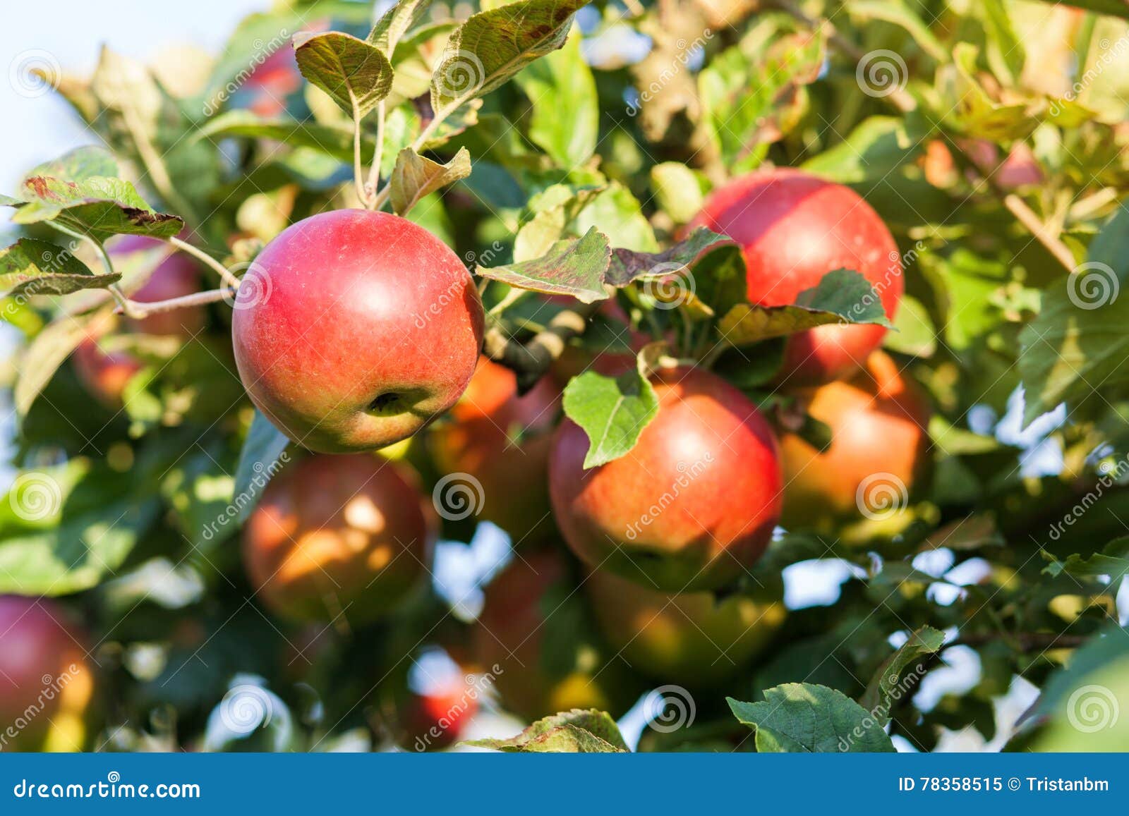 Red apples stock image. Image of ripe, healthy, tree - 78358515
