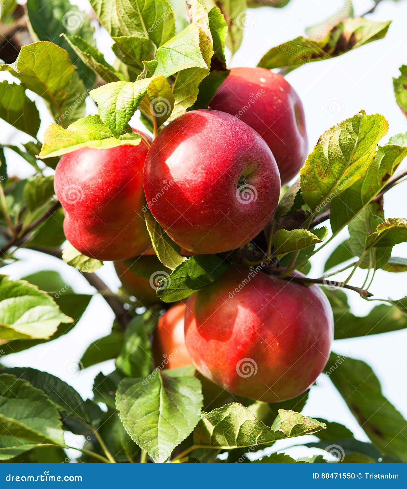 Red apples stock photo. Image of nature, garden, tree - 80471550