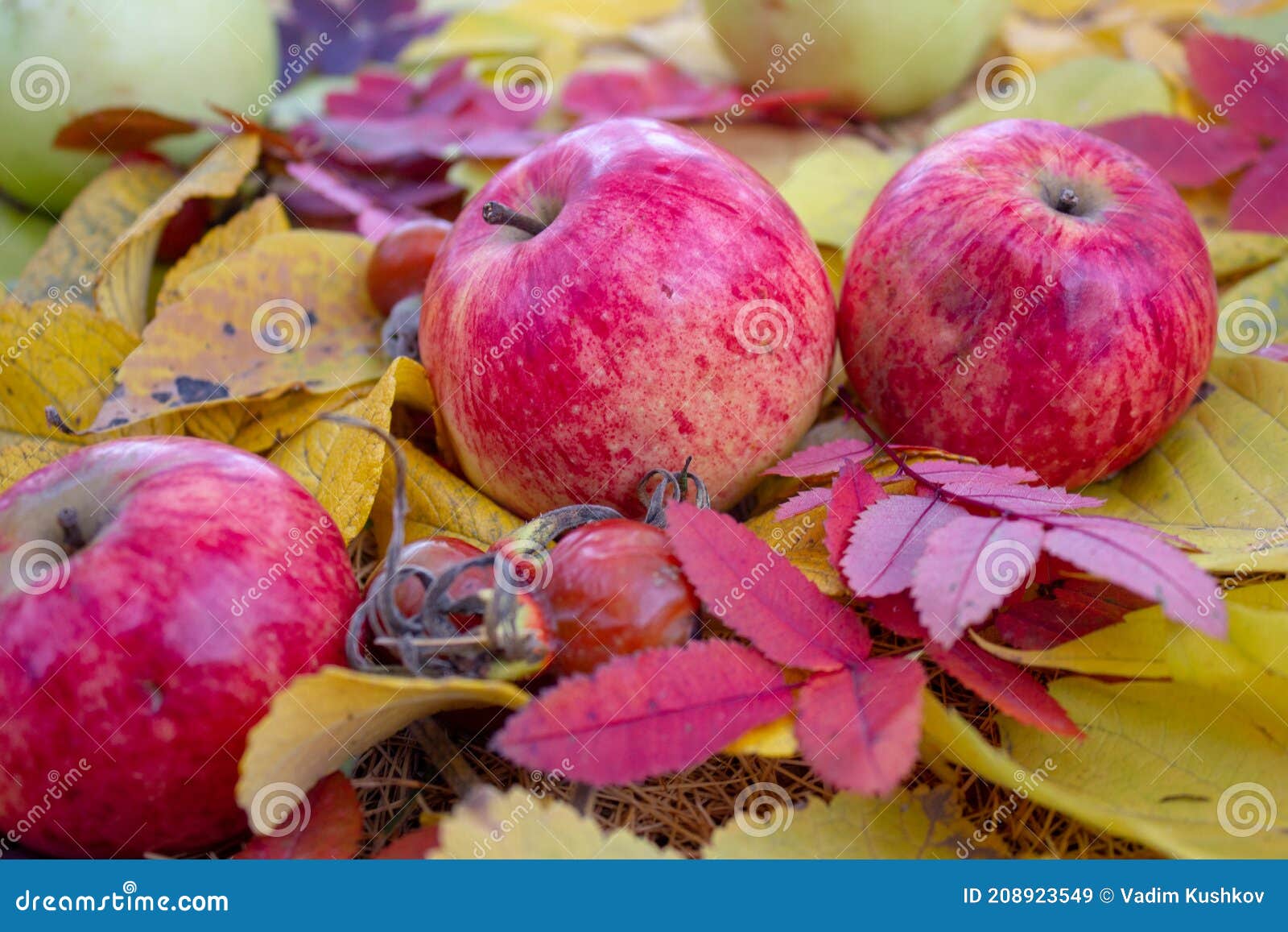 The red apples in autumn stock image. Image of autumn - 208923549