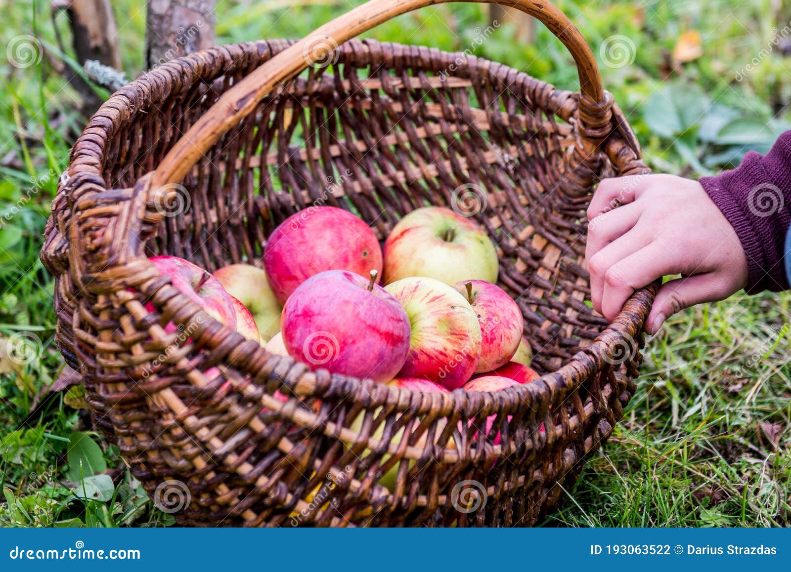 Apples in a basket stock photo. Image of tree, basket - 193063522
