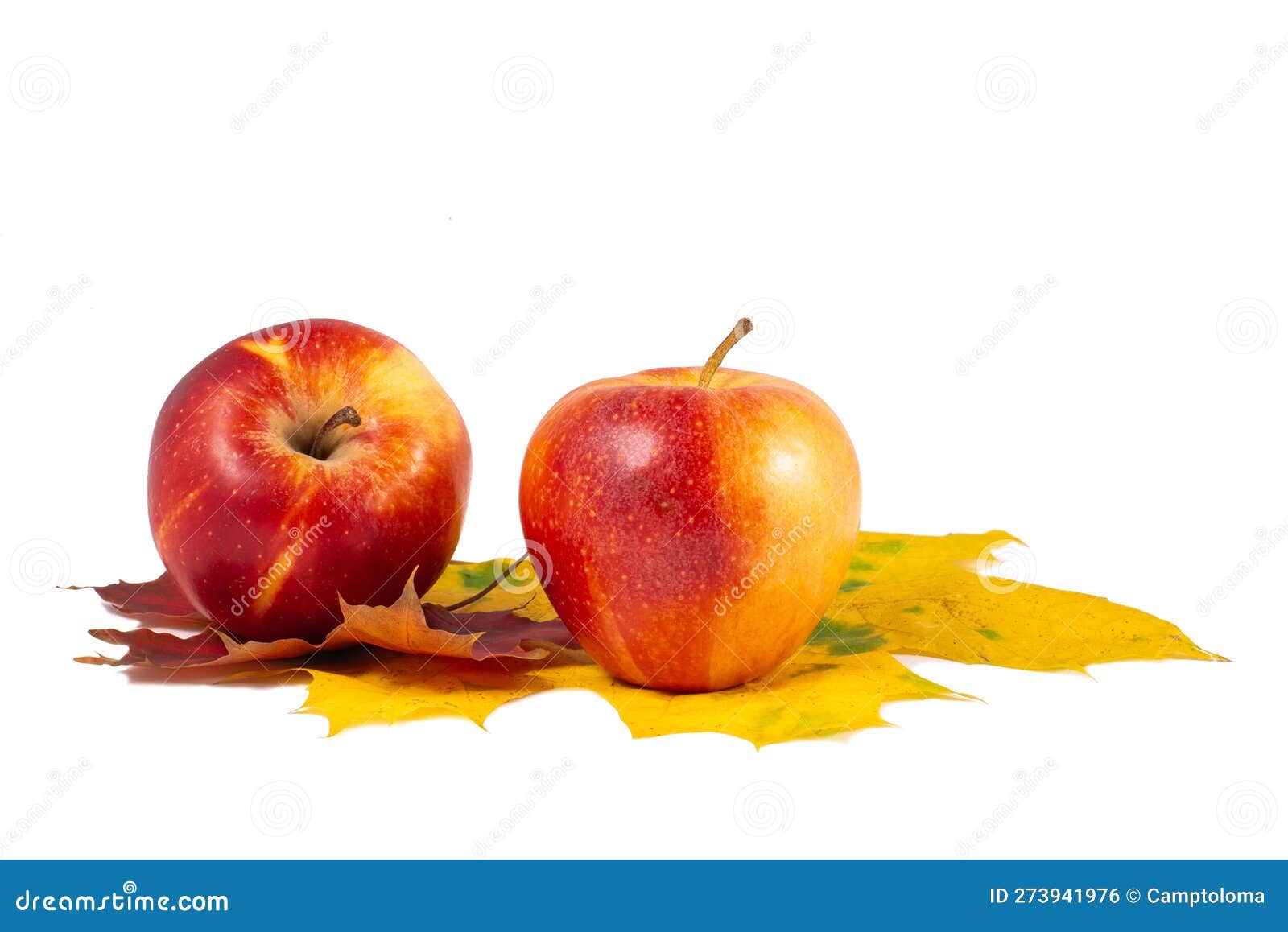 Red Apples and a Basket with Maple Leaves Stock Photo - Image of ...