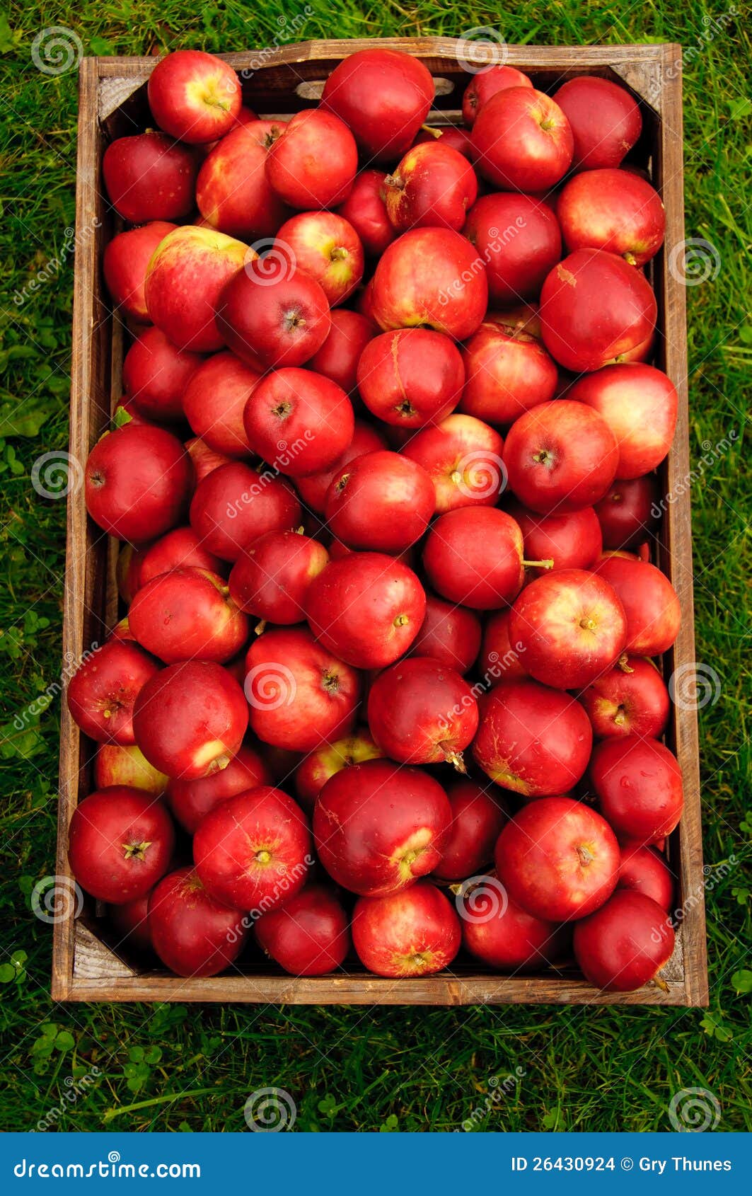 Red apples in a box stock photo. Image of ecological - 26430924